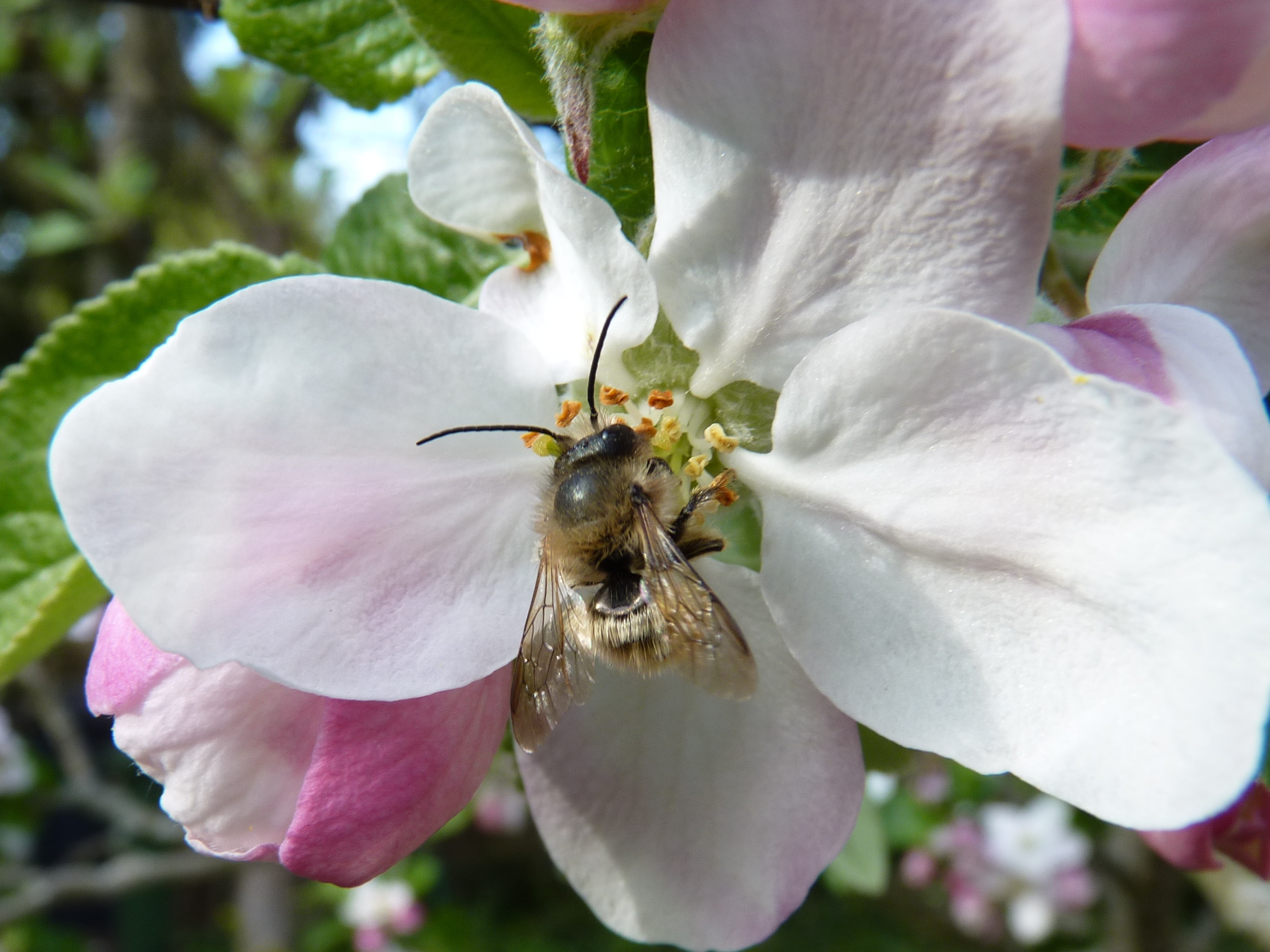 Insect on apple flower free image download