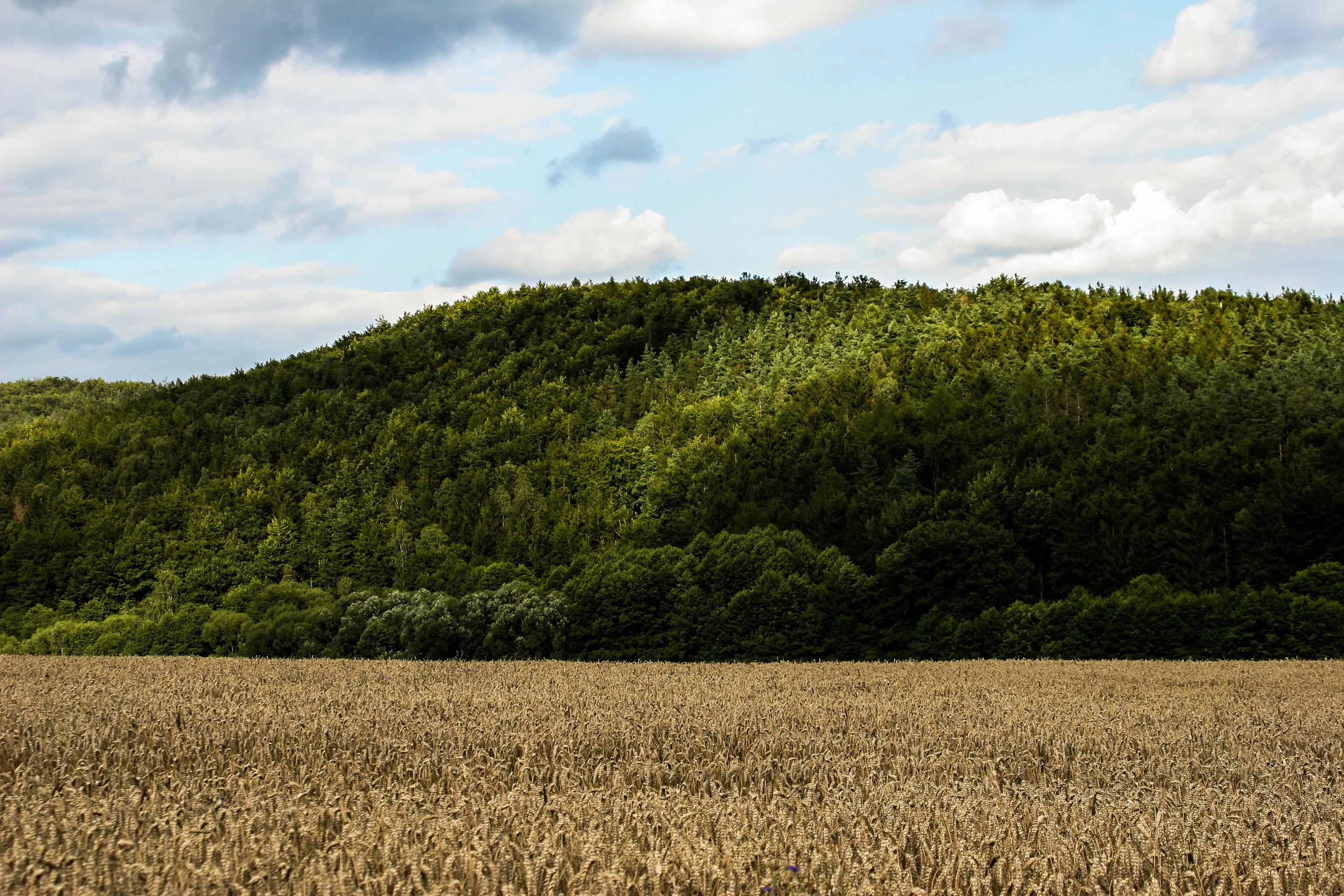 Wheat field, Germany free image download