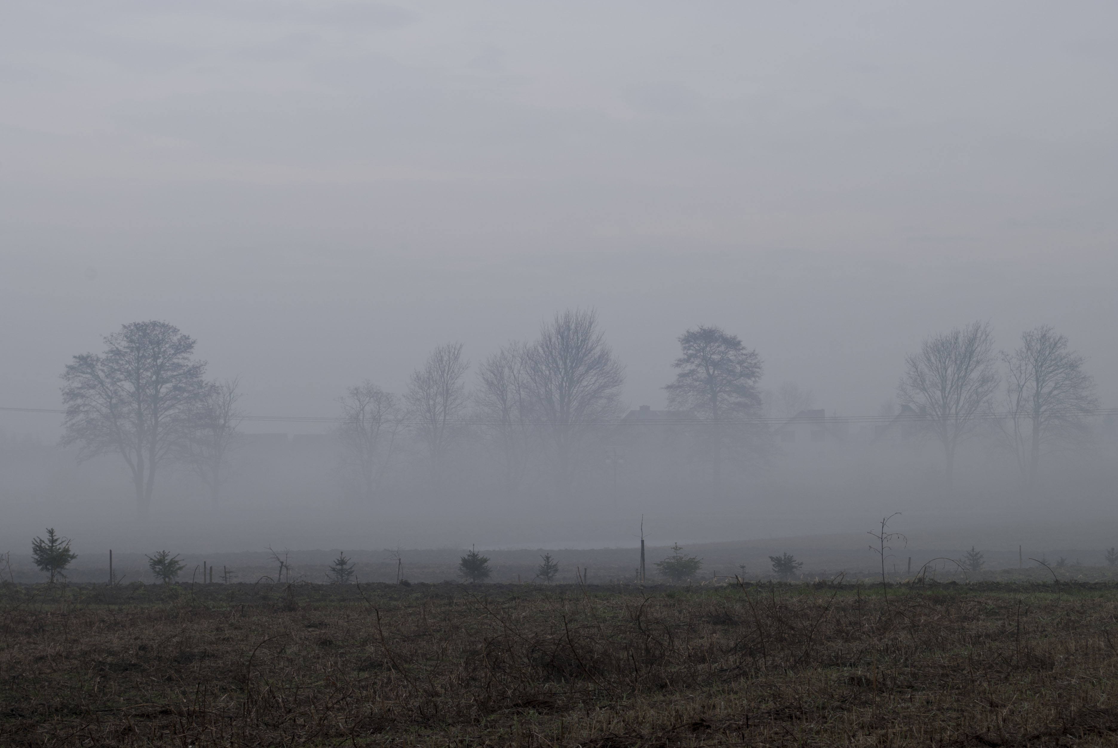The fog field sky meadow morning free image download