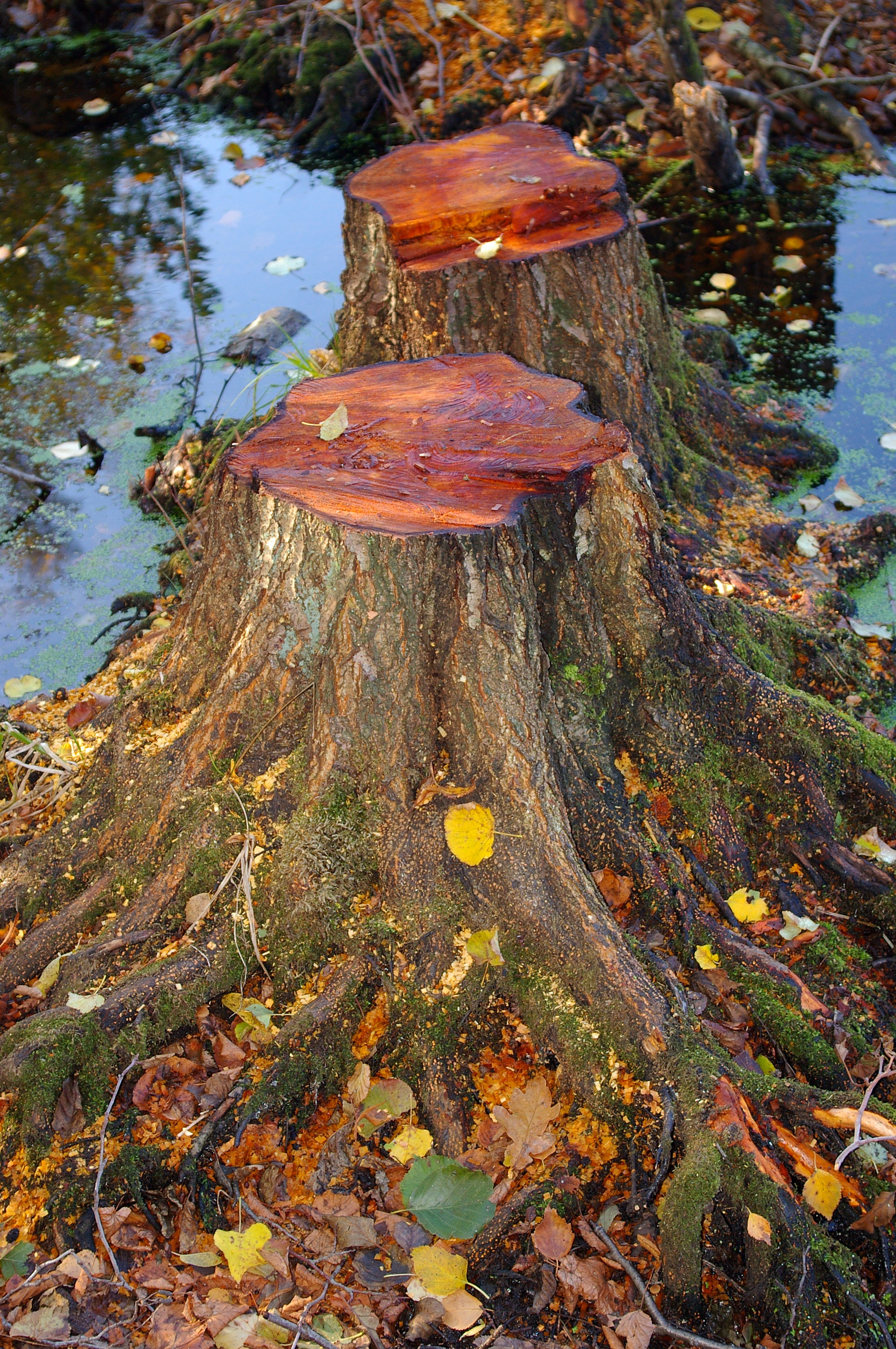 October leaves on the ground free image download