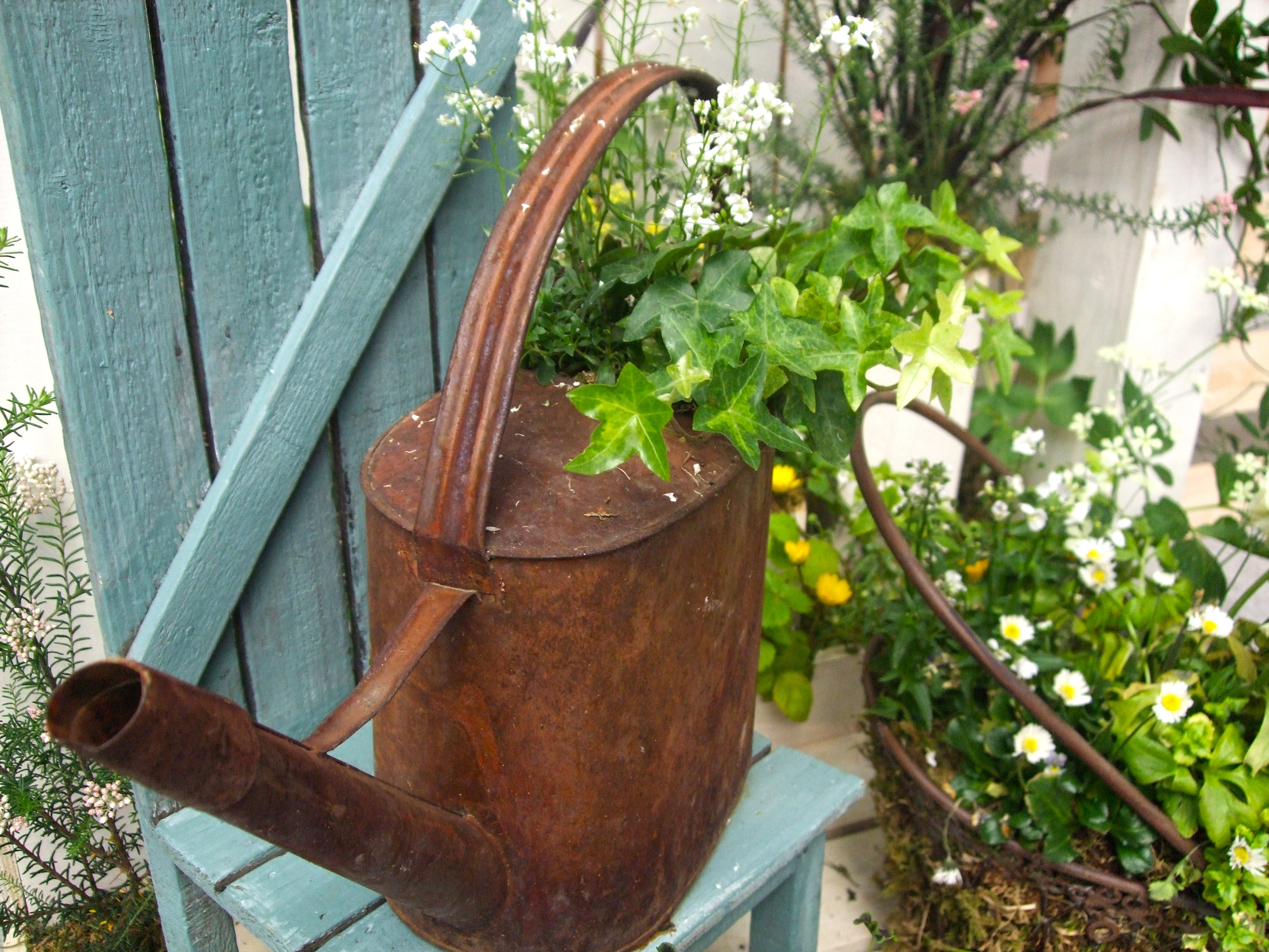 Picture of garden plants free image download