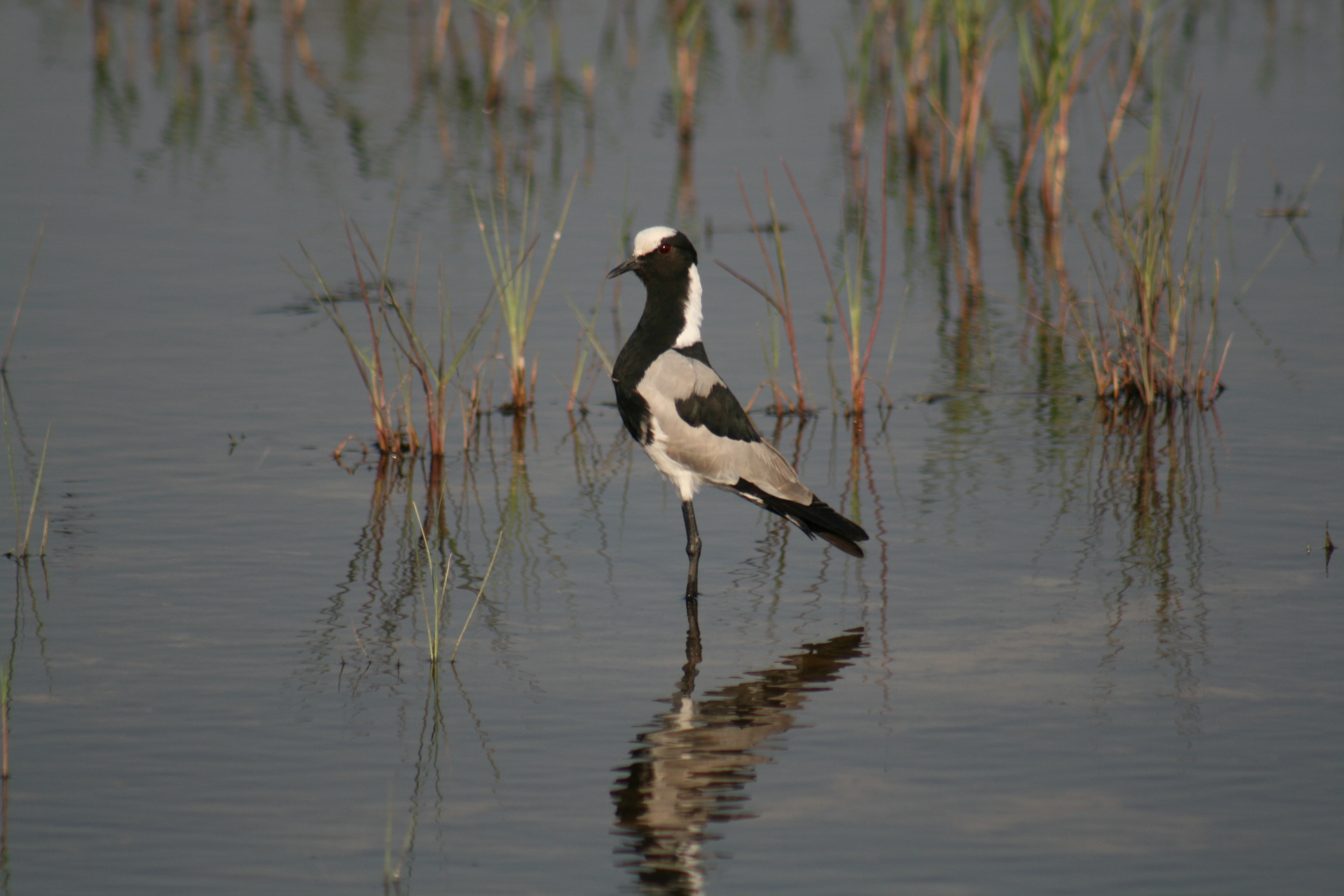 Black white bird in the swamp free image download