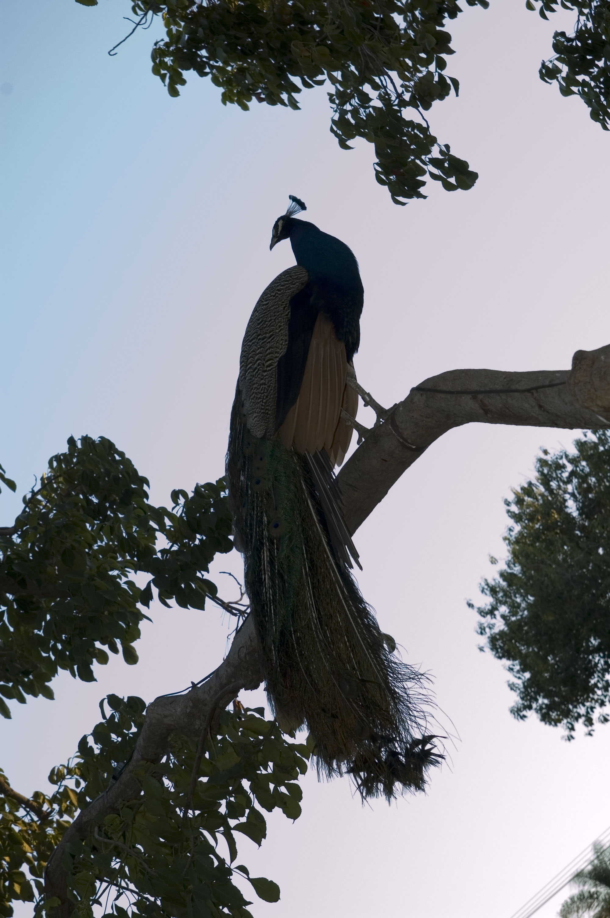 Peacock on a tree in the twilight free image download