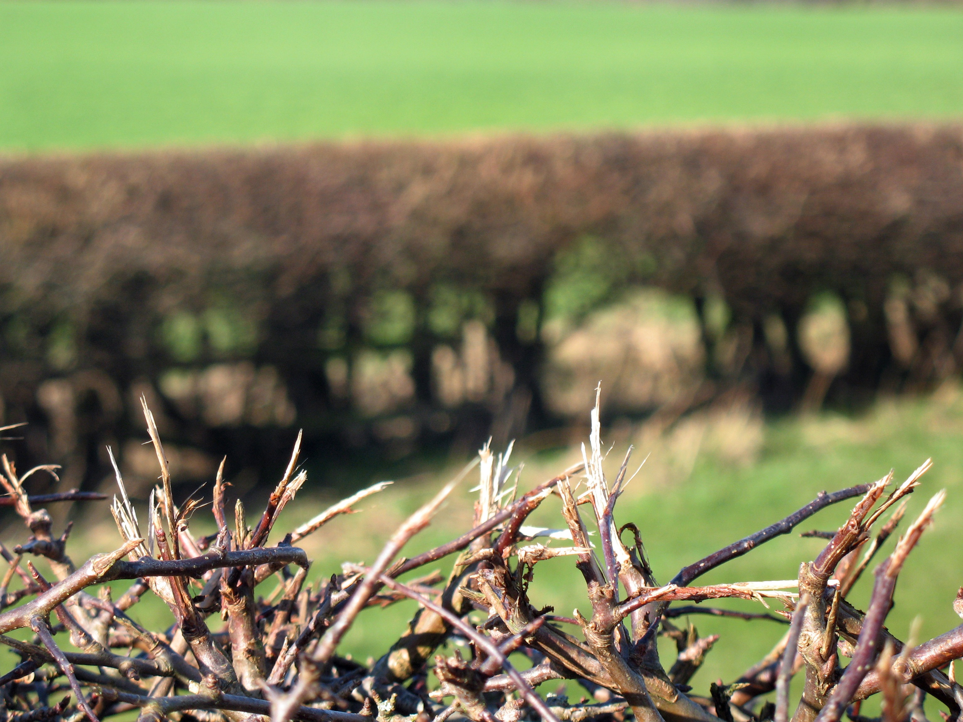 Landscape of hedge on a pasture free image download