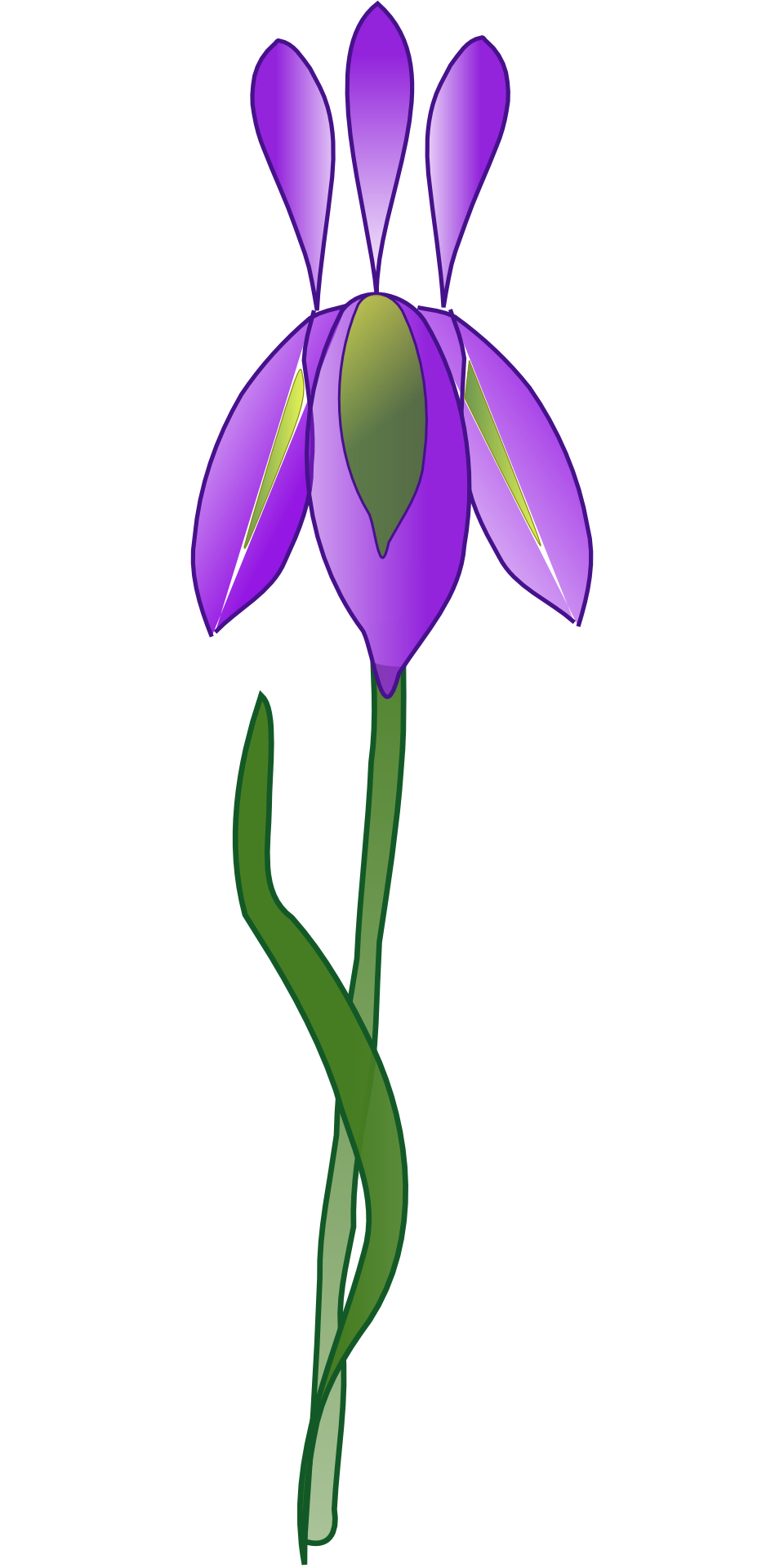 Iris flower drawing free image download