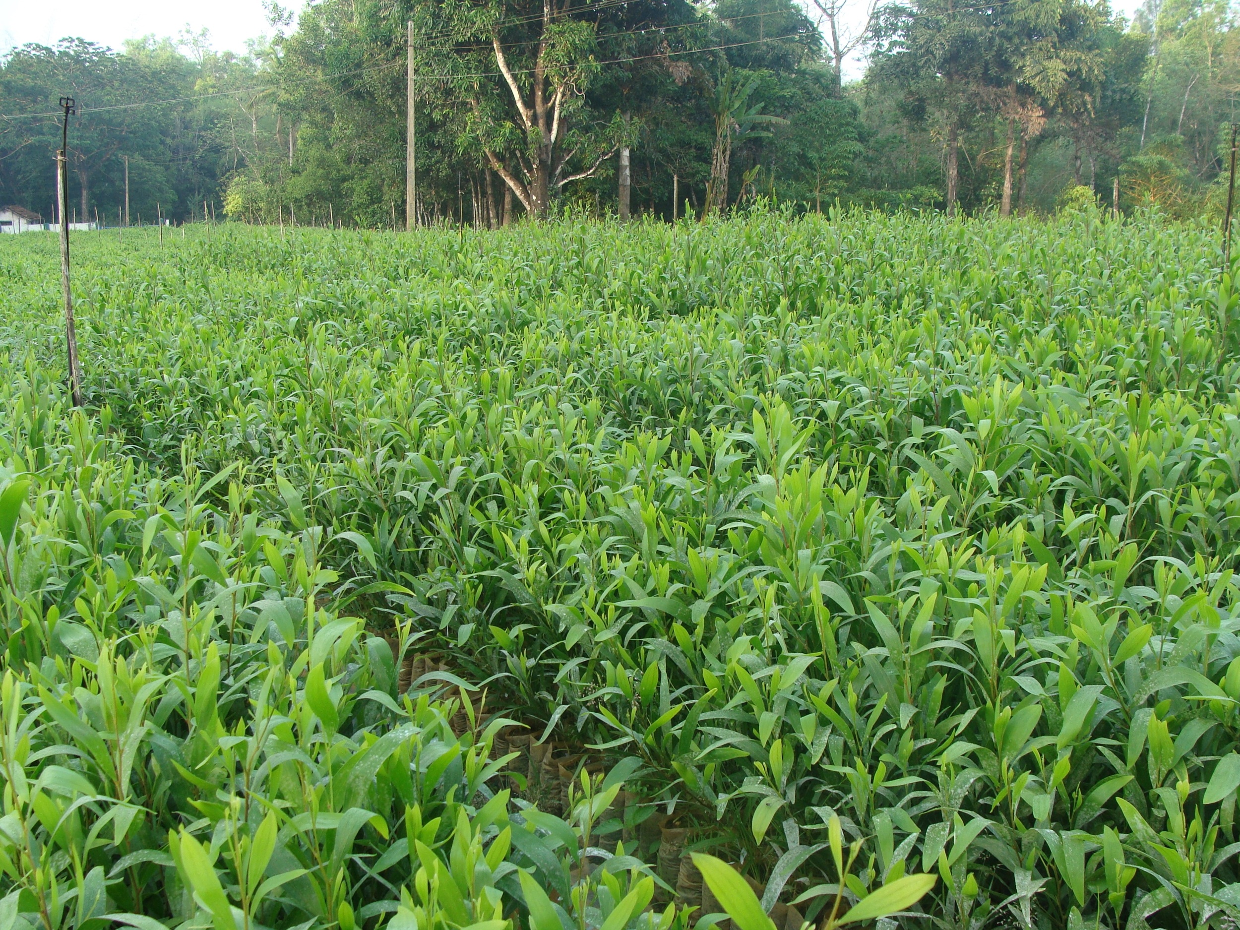 Field of seedlings in india free image download