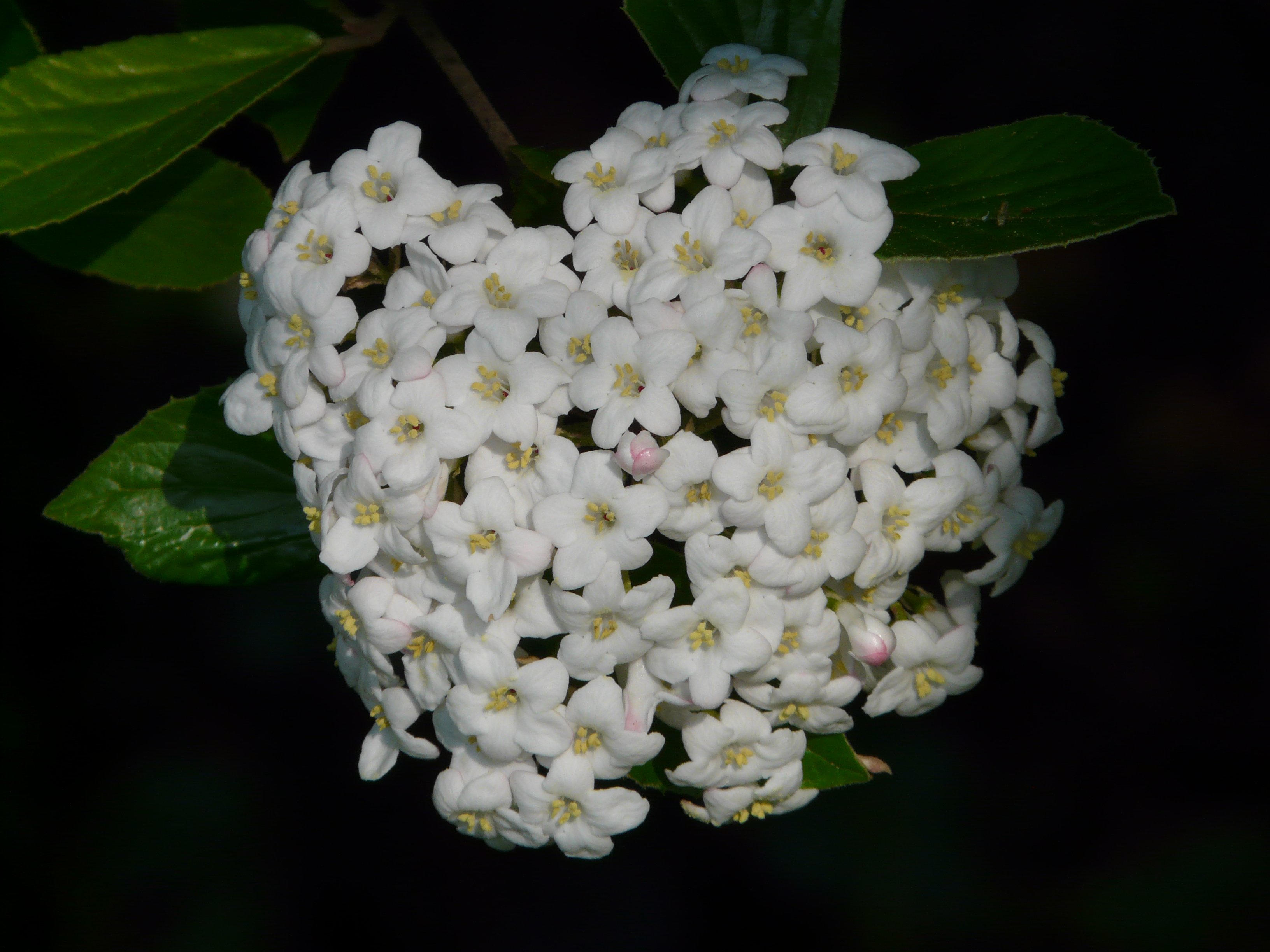Flower snowball on a branch free image download