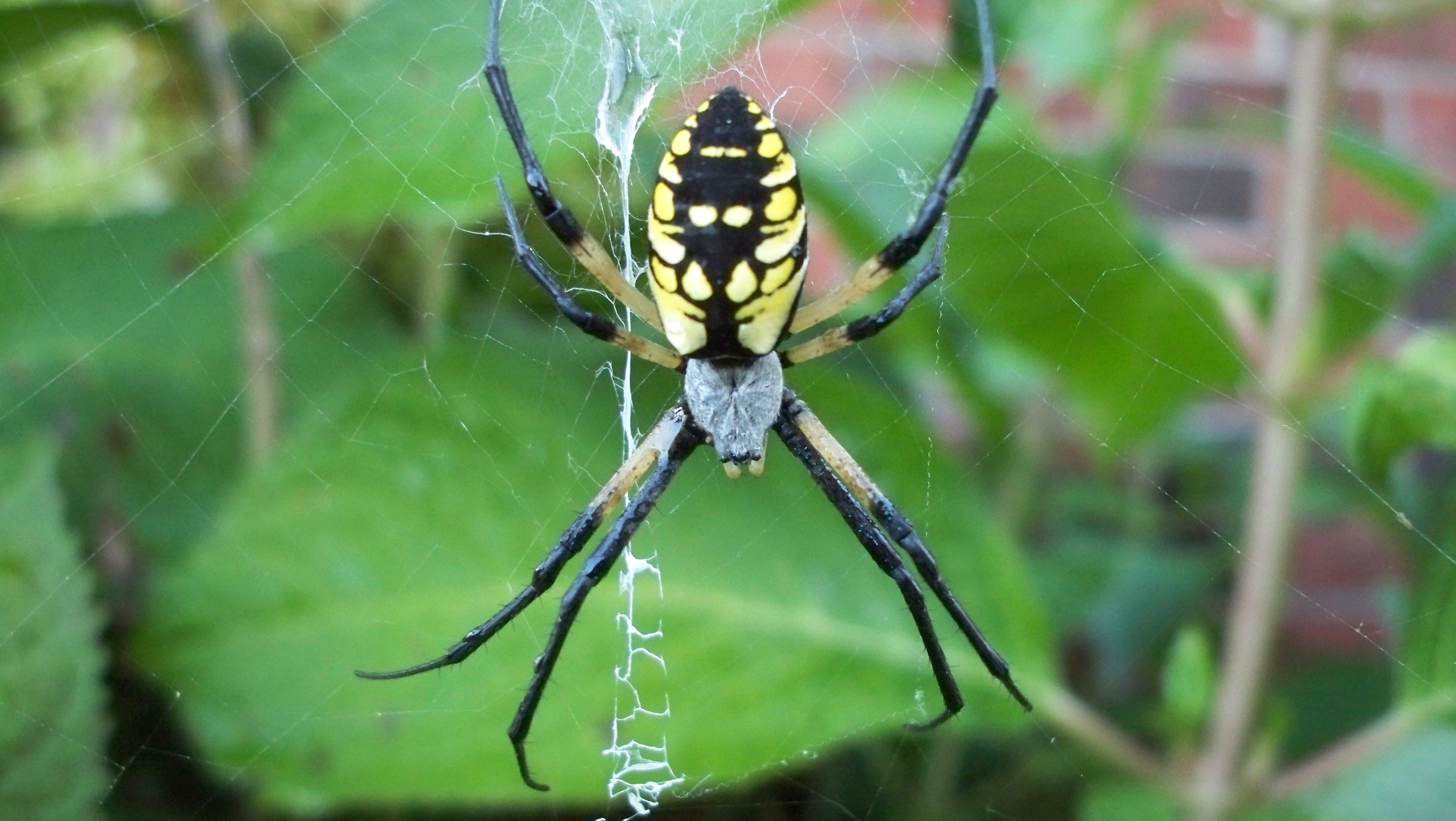 Spider with yellow stripes on the web free image download