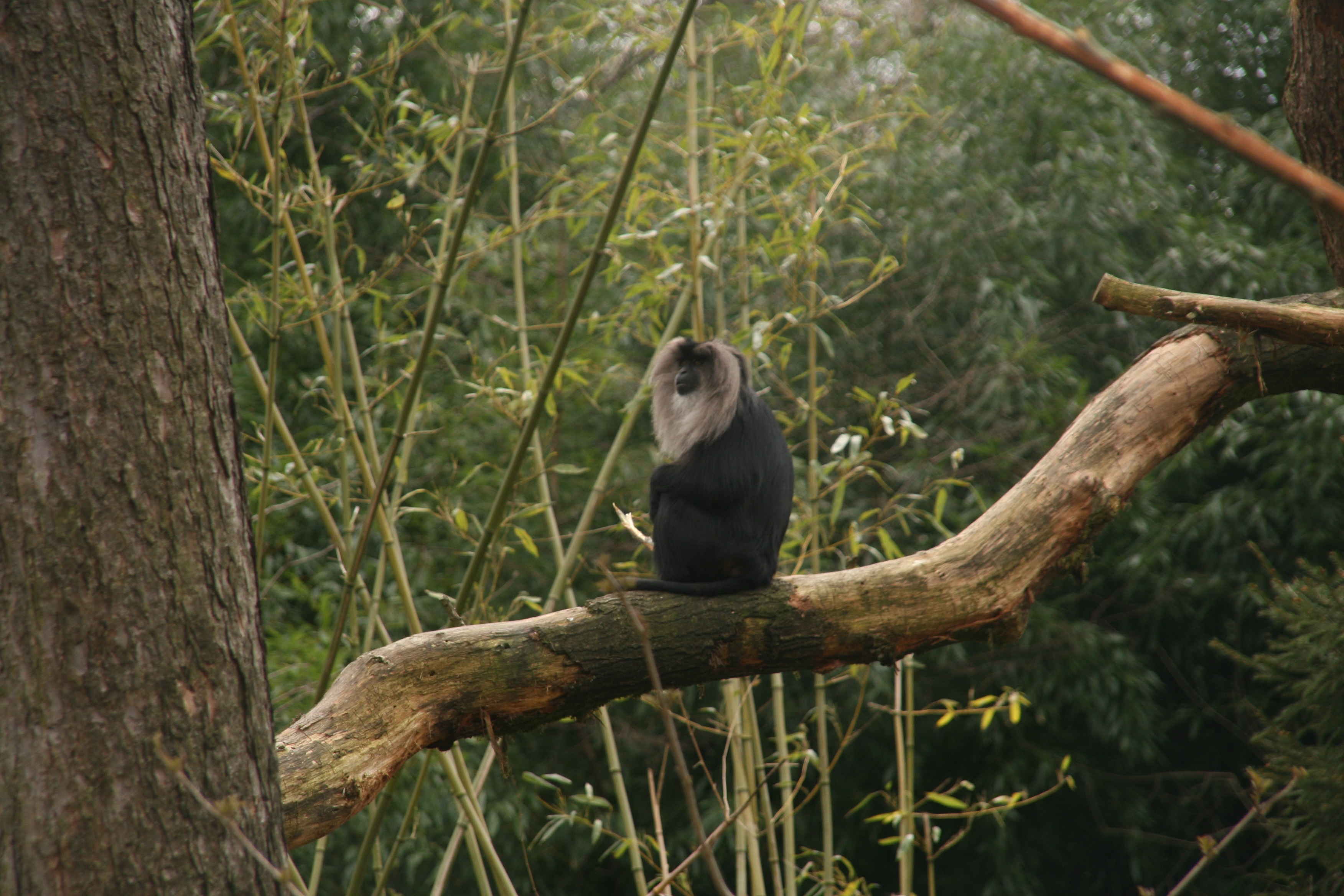 Living cute little monkey in nature free image download