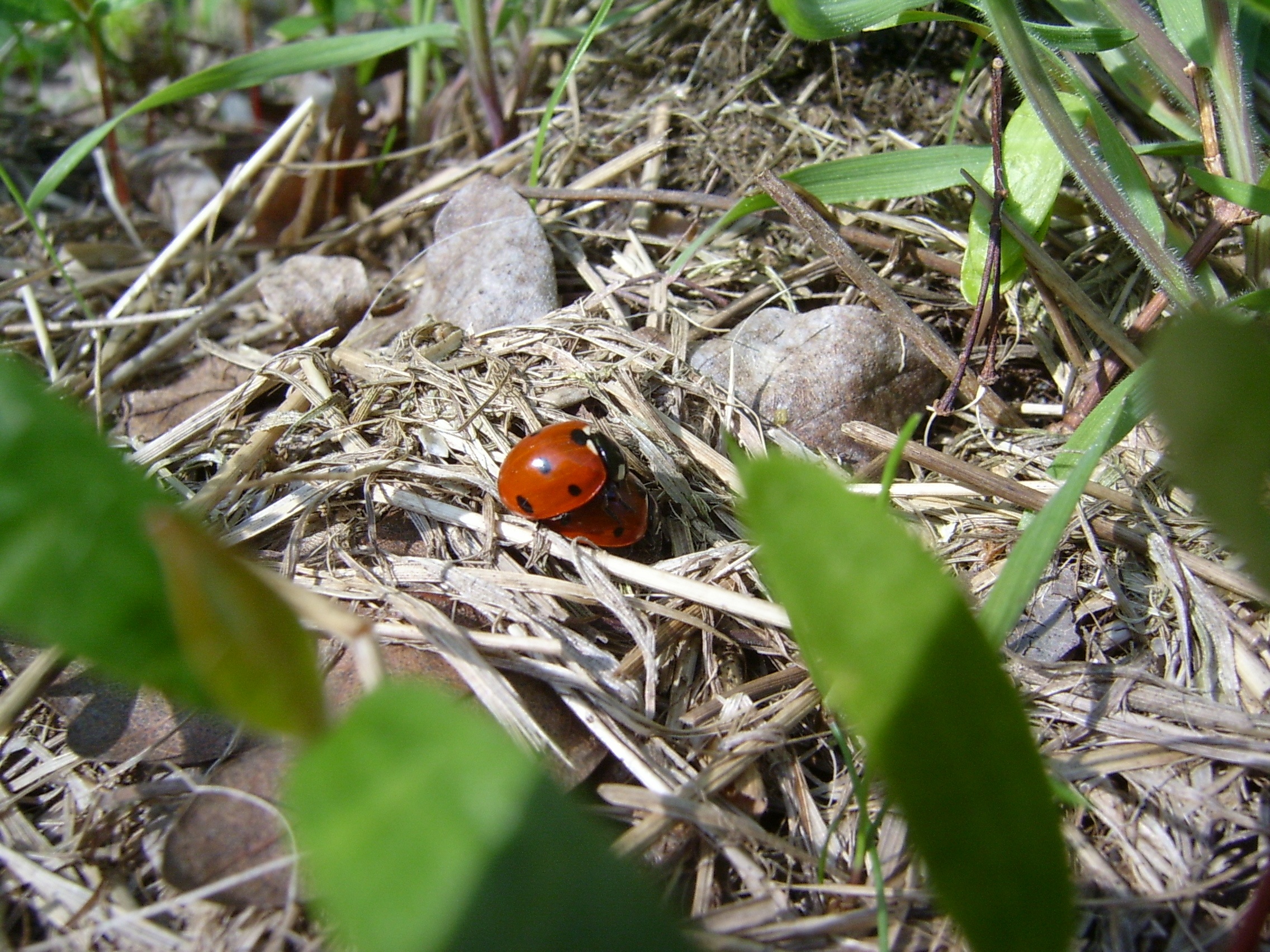 Ladybugs mating on dry grass free image download