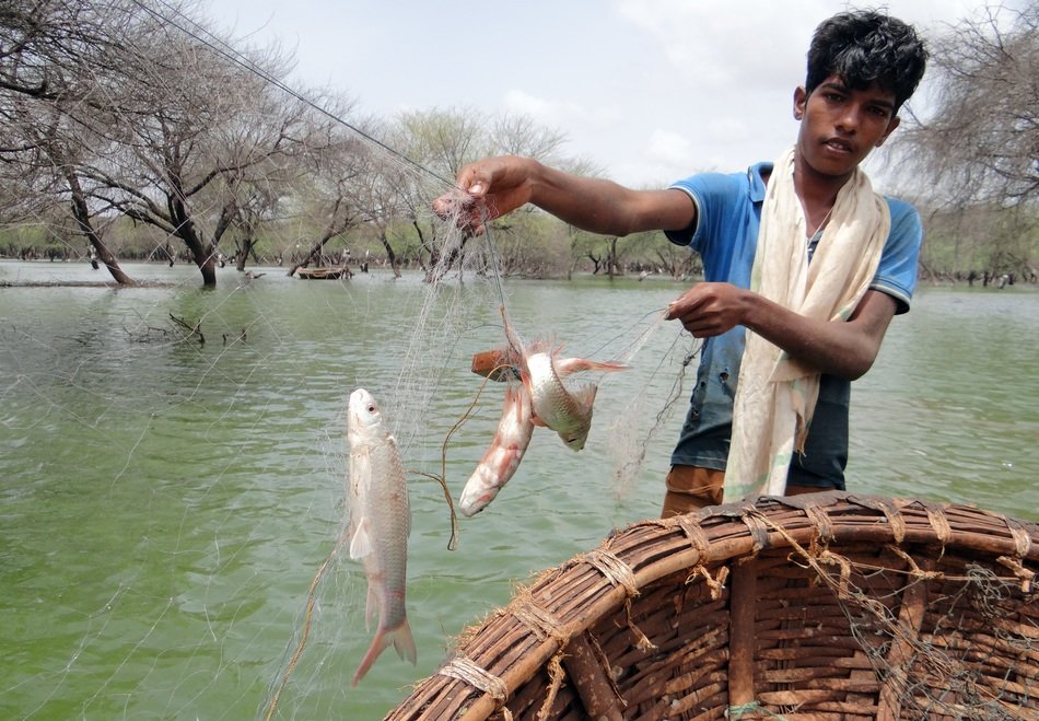 Fish netted coracle, karnataka, india free image download