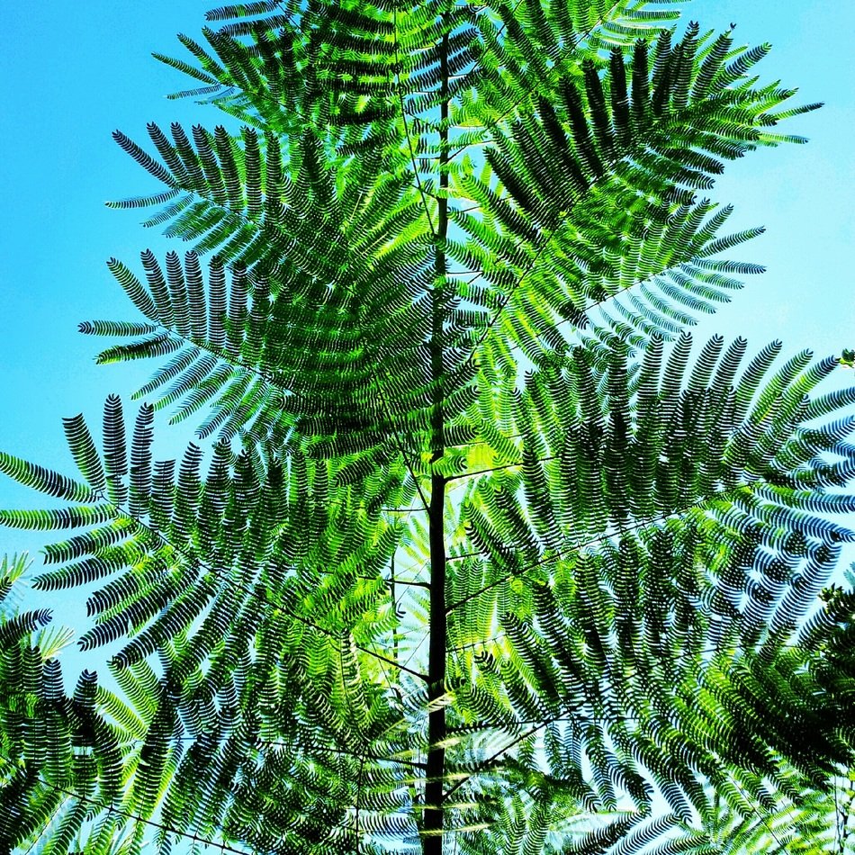 Fern leaf pixel image free image download