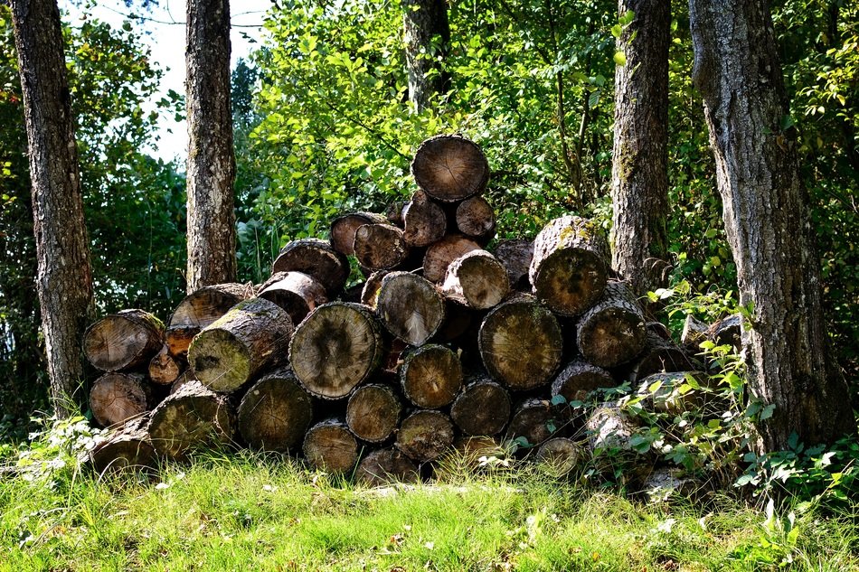 Firewood in forest free image download