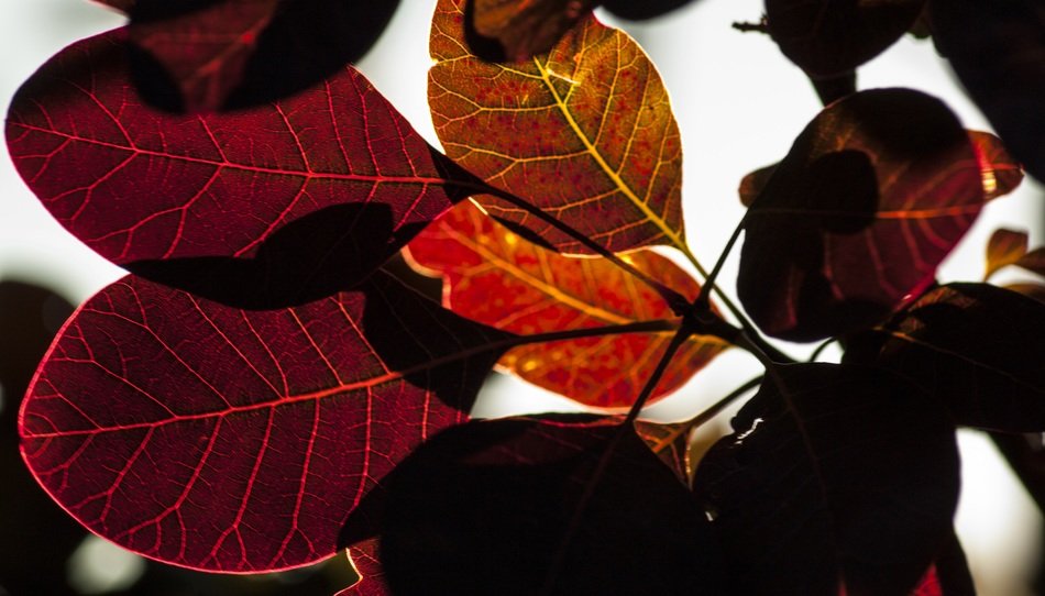 Maroon foliage in the sunlight free image download