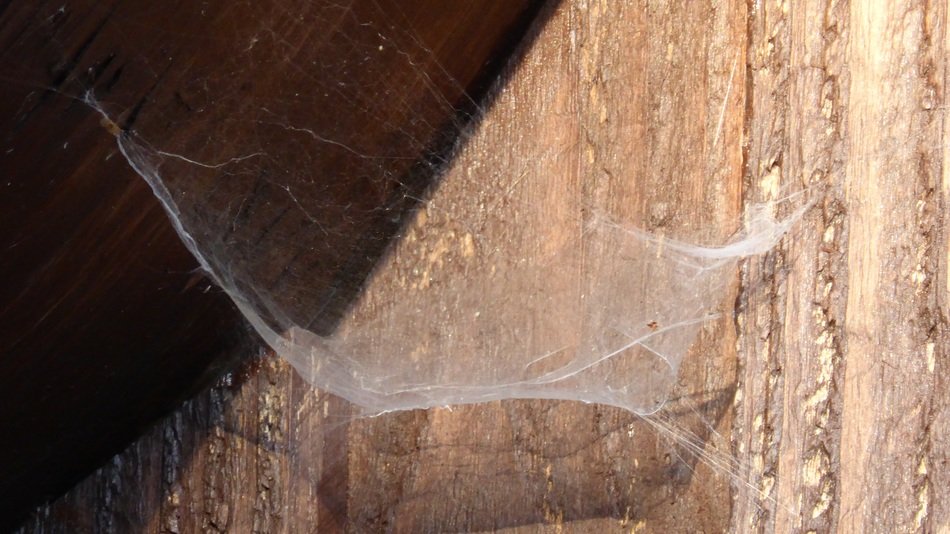 Picture of the cobweb on a wood free image download