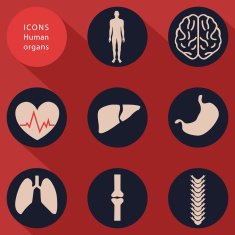 Medical icons human bodies flat design vector free image download