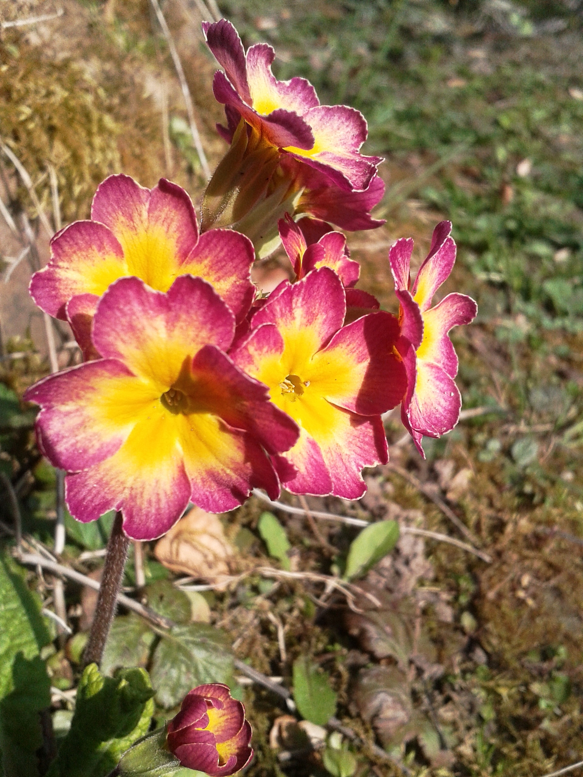 Blooming primula, yellow and red flowers of cowslip close up free image ...