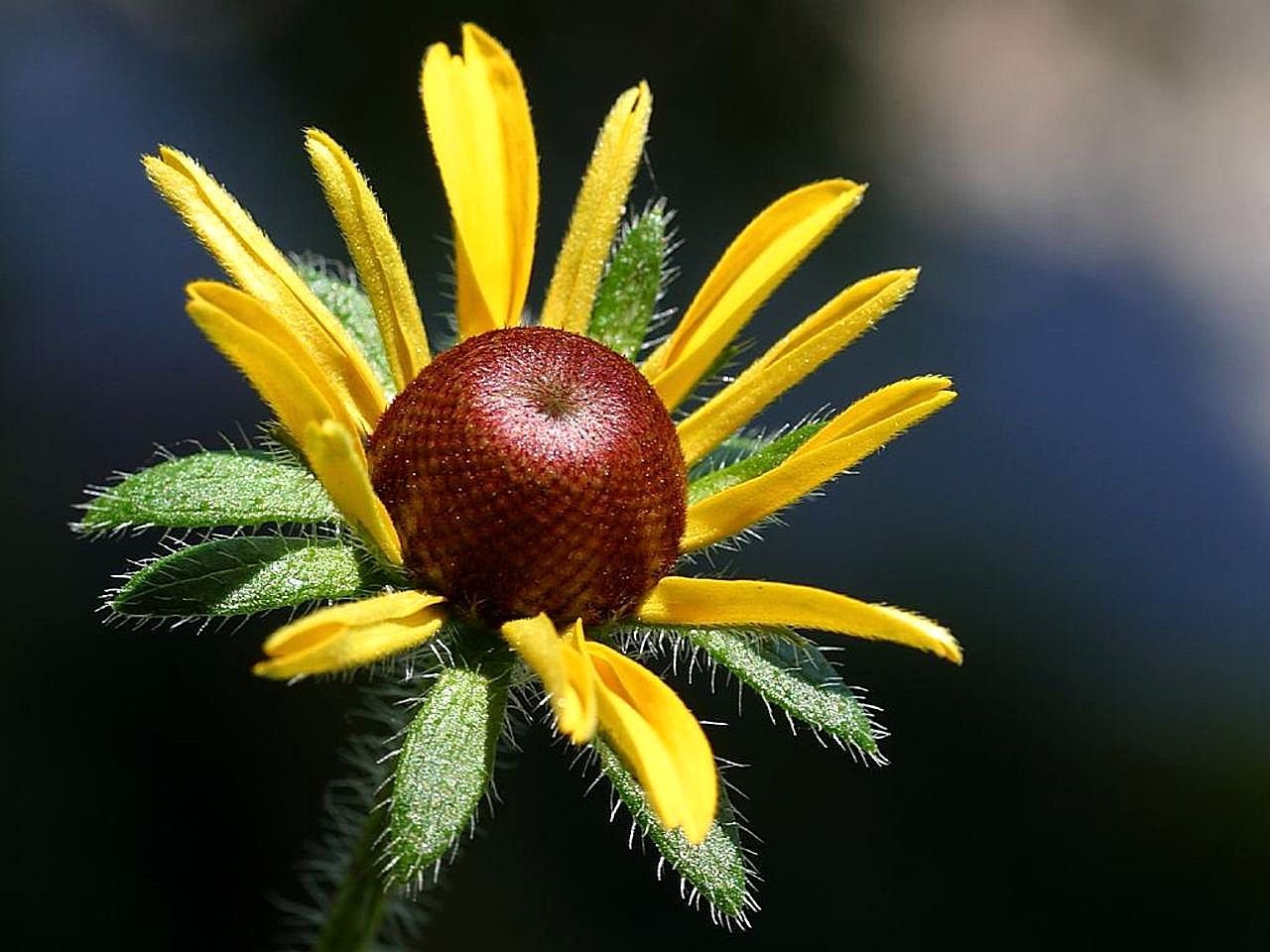 Beautiful colorful susan flower free image download