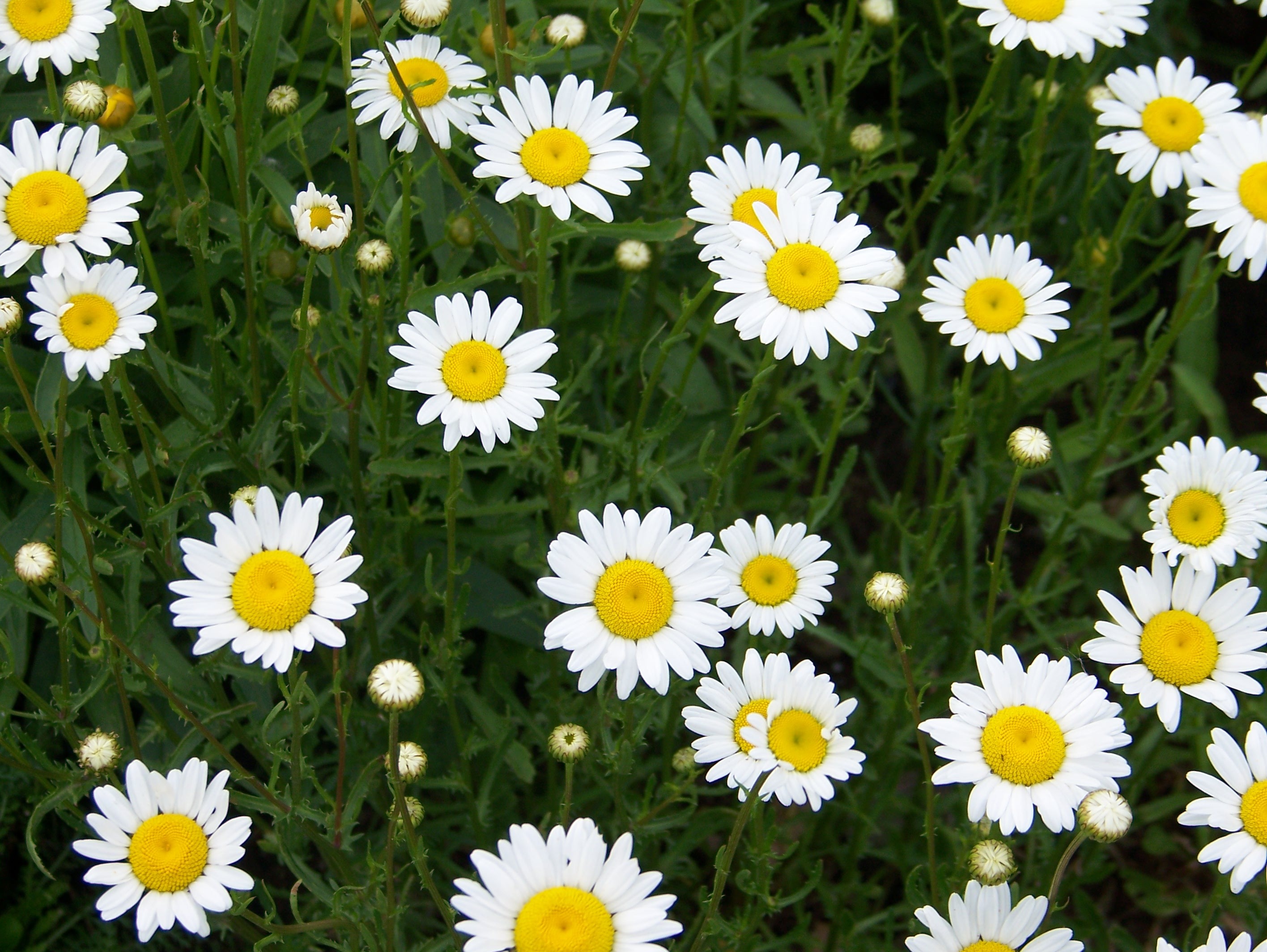 Chamomile field in a botanical garden free image download