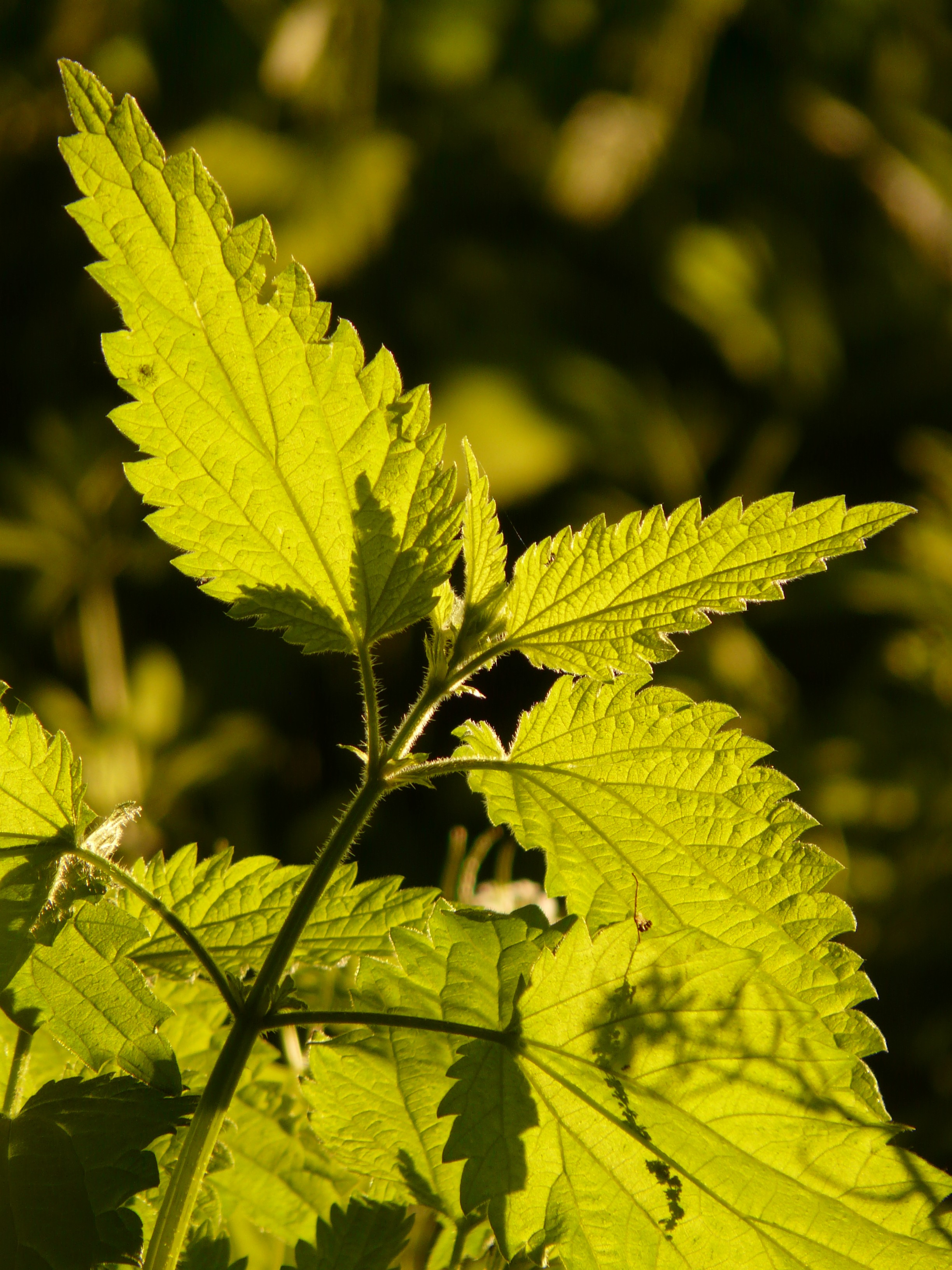Nettle under the sun free image download