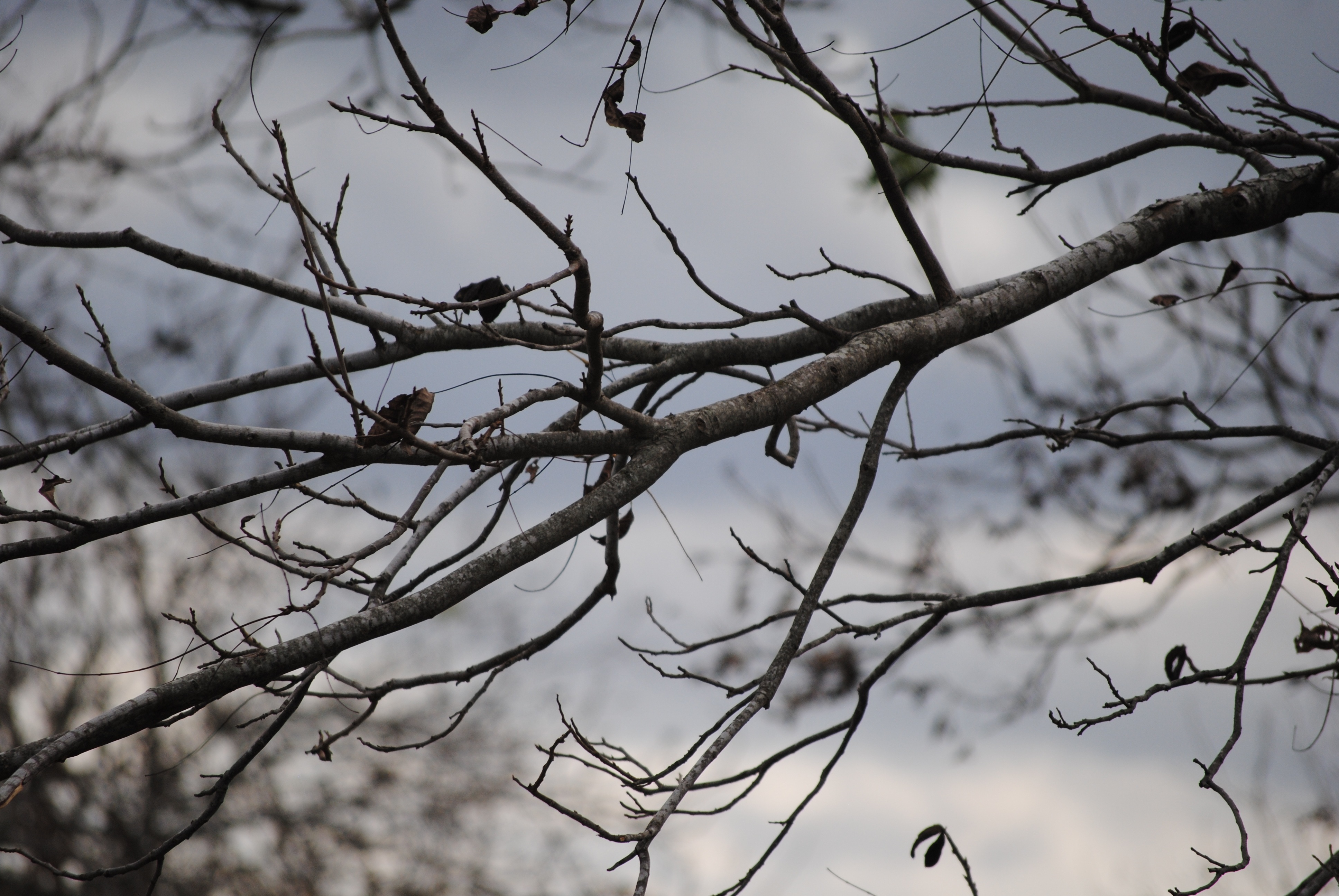 Picture of the birds on a branch free image download