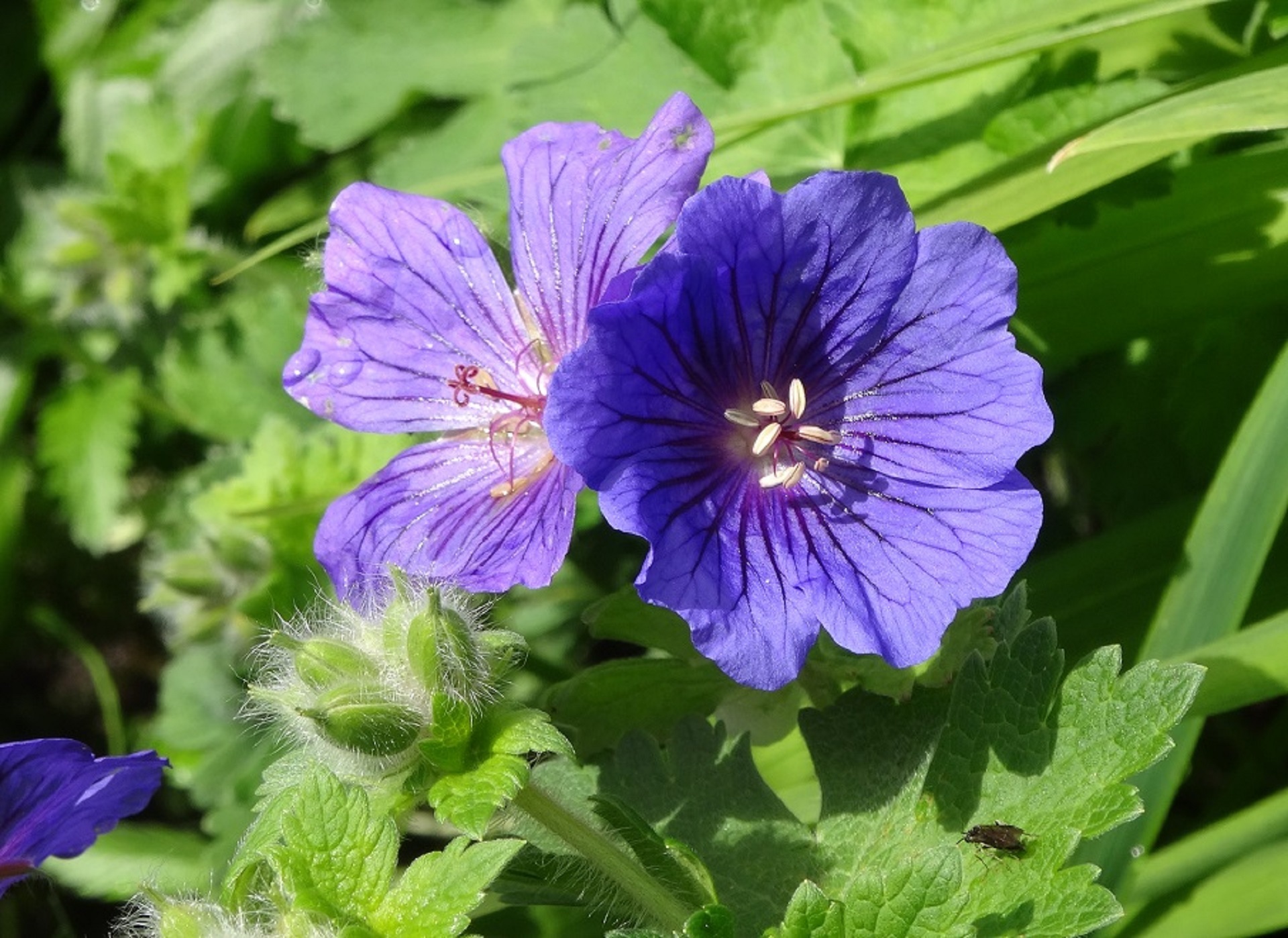 Hardy geranium purple flower macro free image download