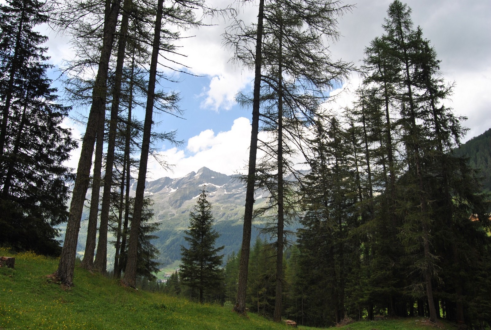 View through the trees to the picturesque mountains free image download