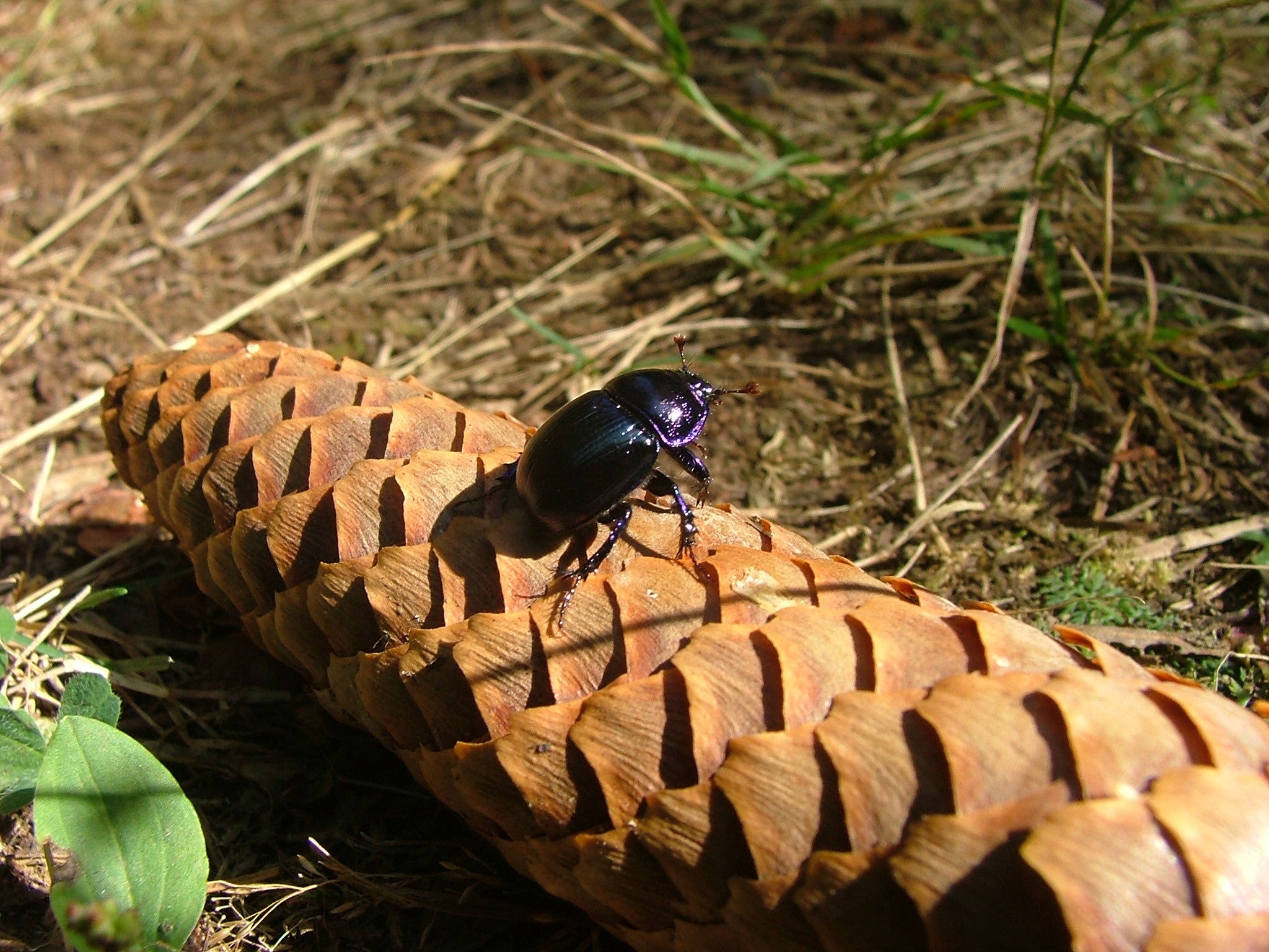 Insect on a pine cone on dry grass free image download