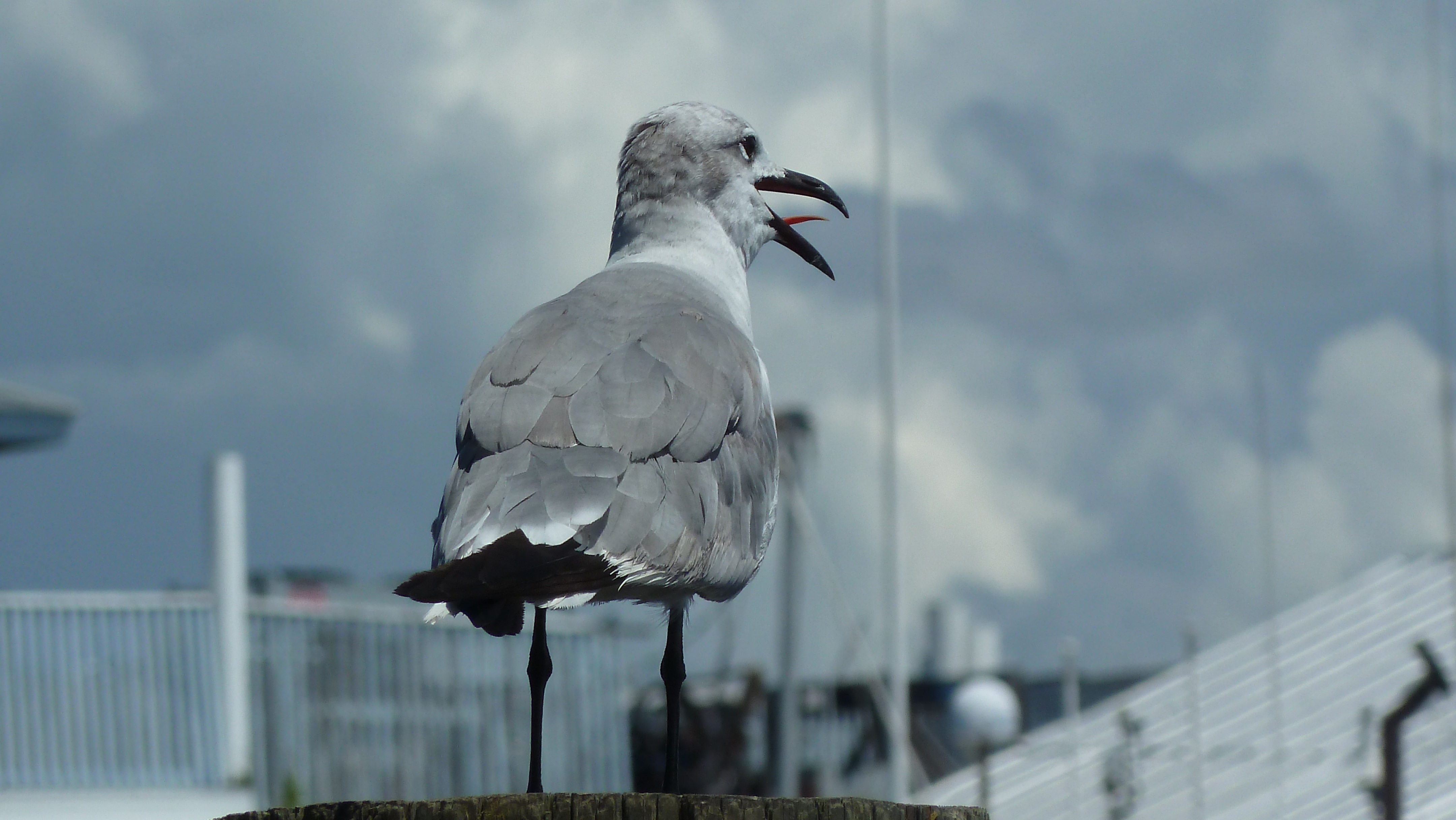 Beautiful grey seagull free image download