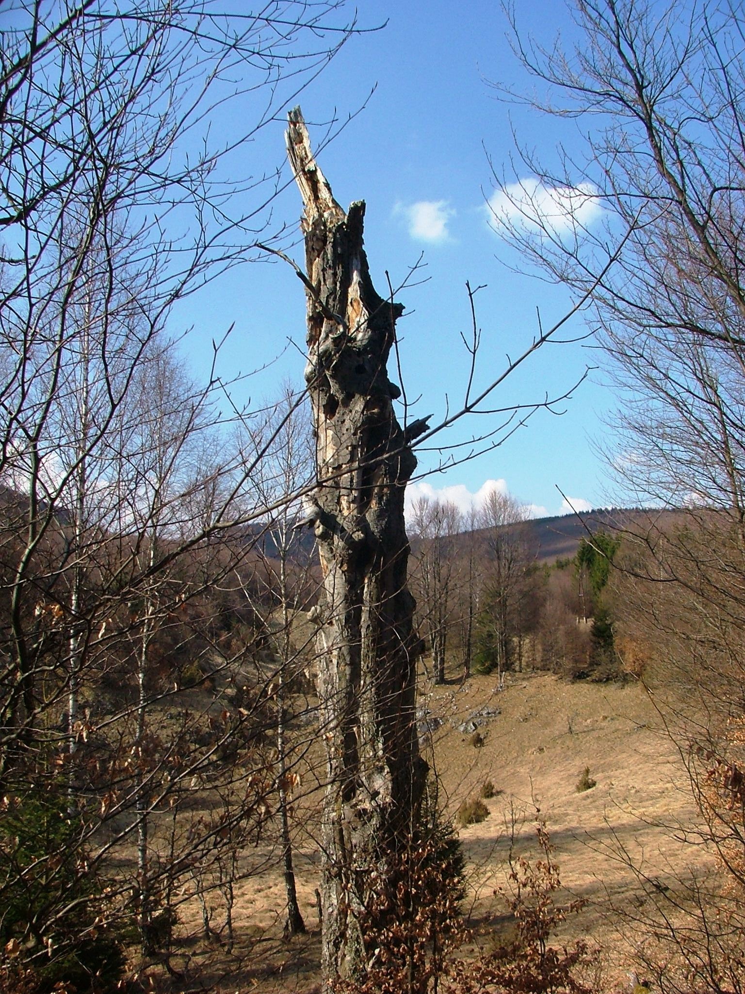 Forest karst free image download