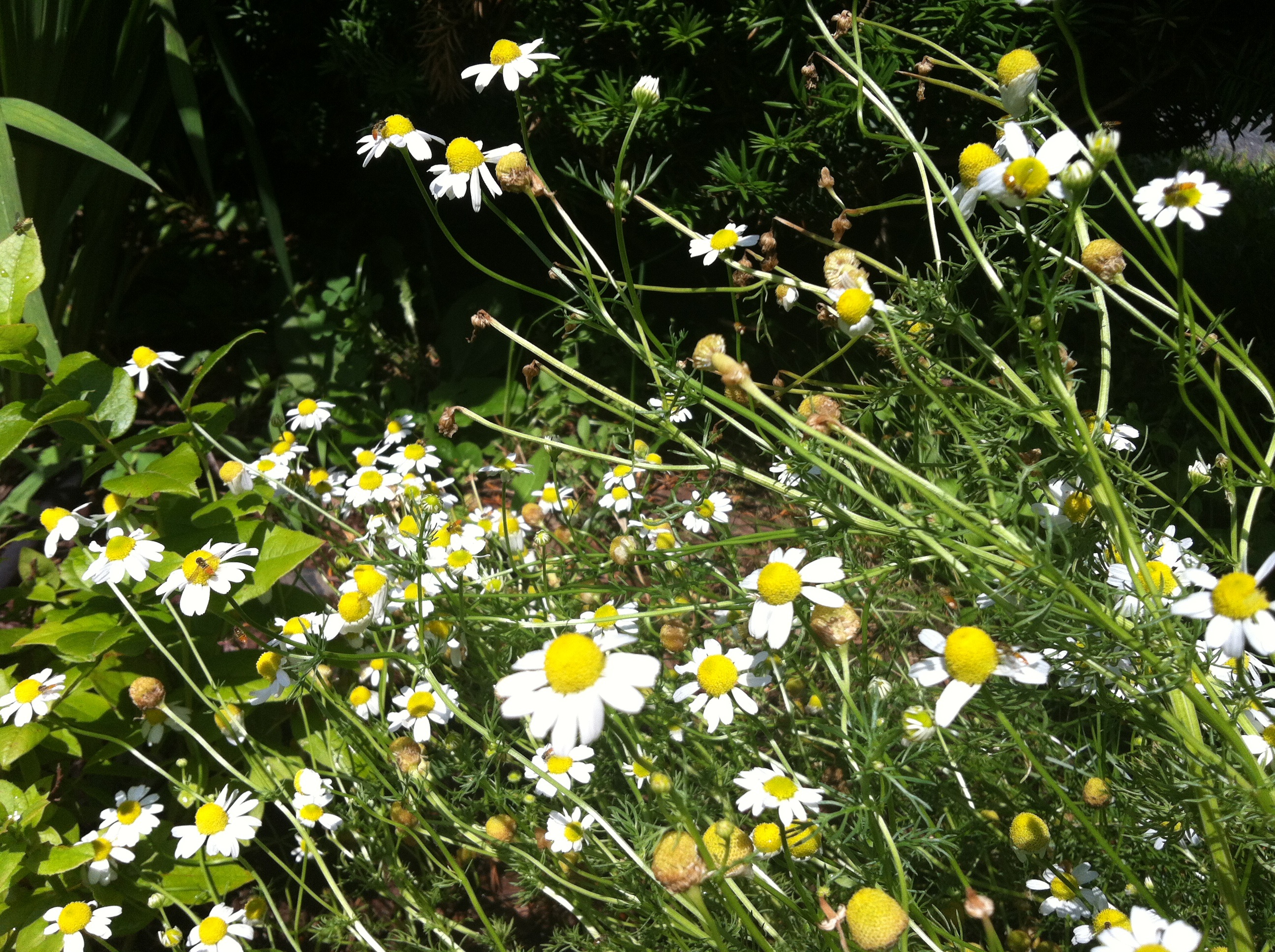 White feverfew flowers free image download