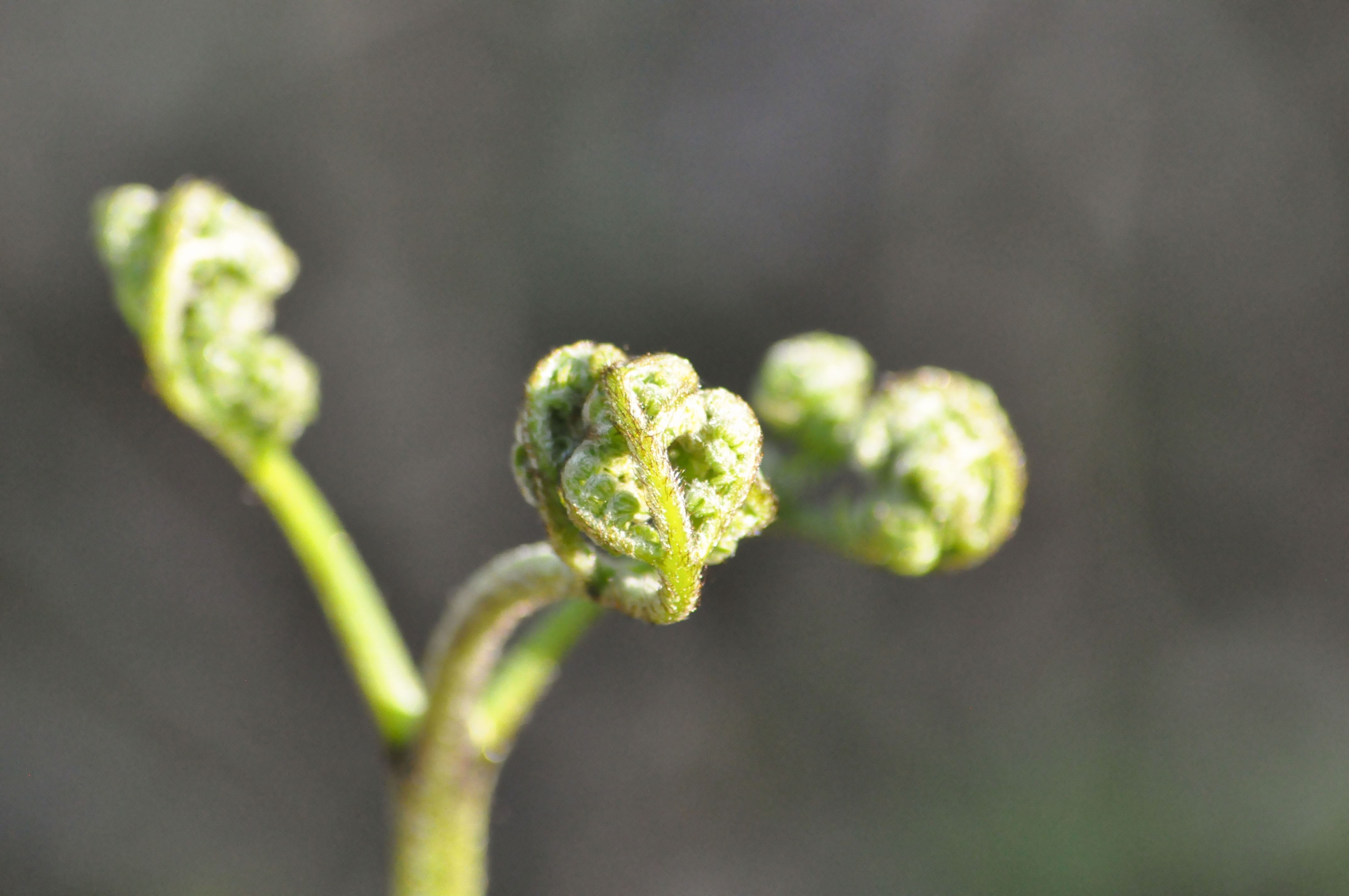 Green fern macro shot free image download