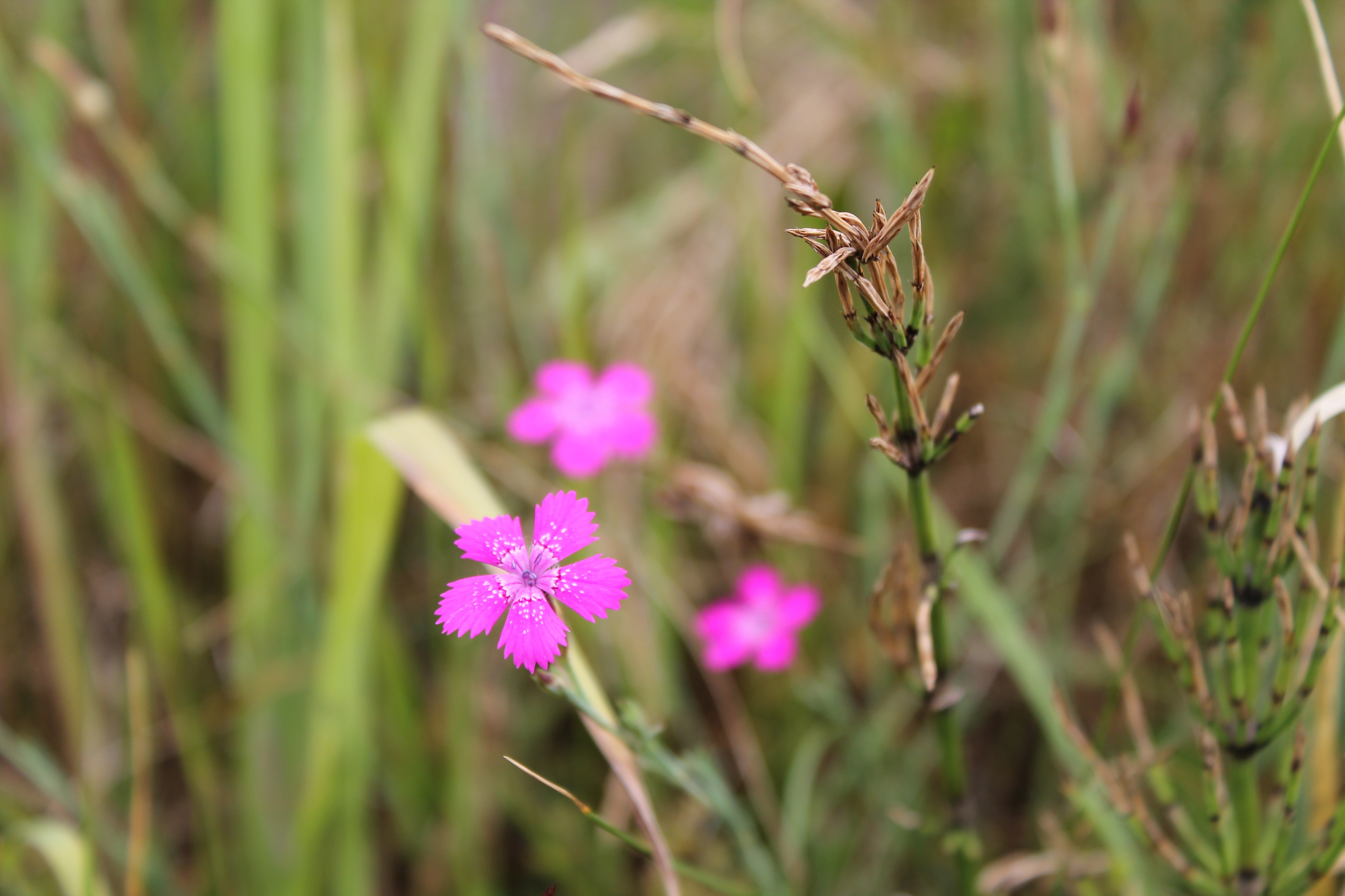Pink summer flowers in the garden free image download