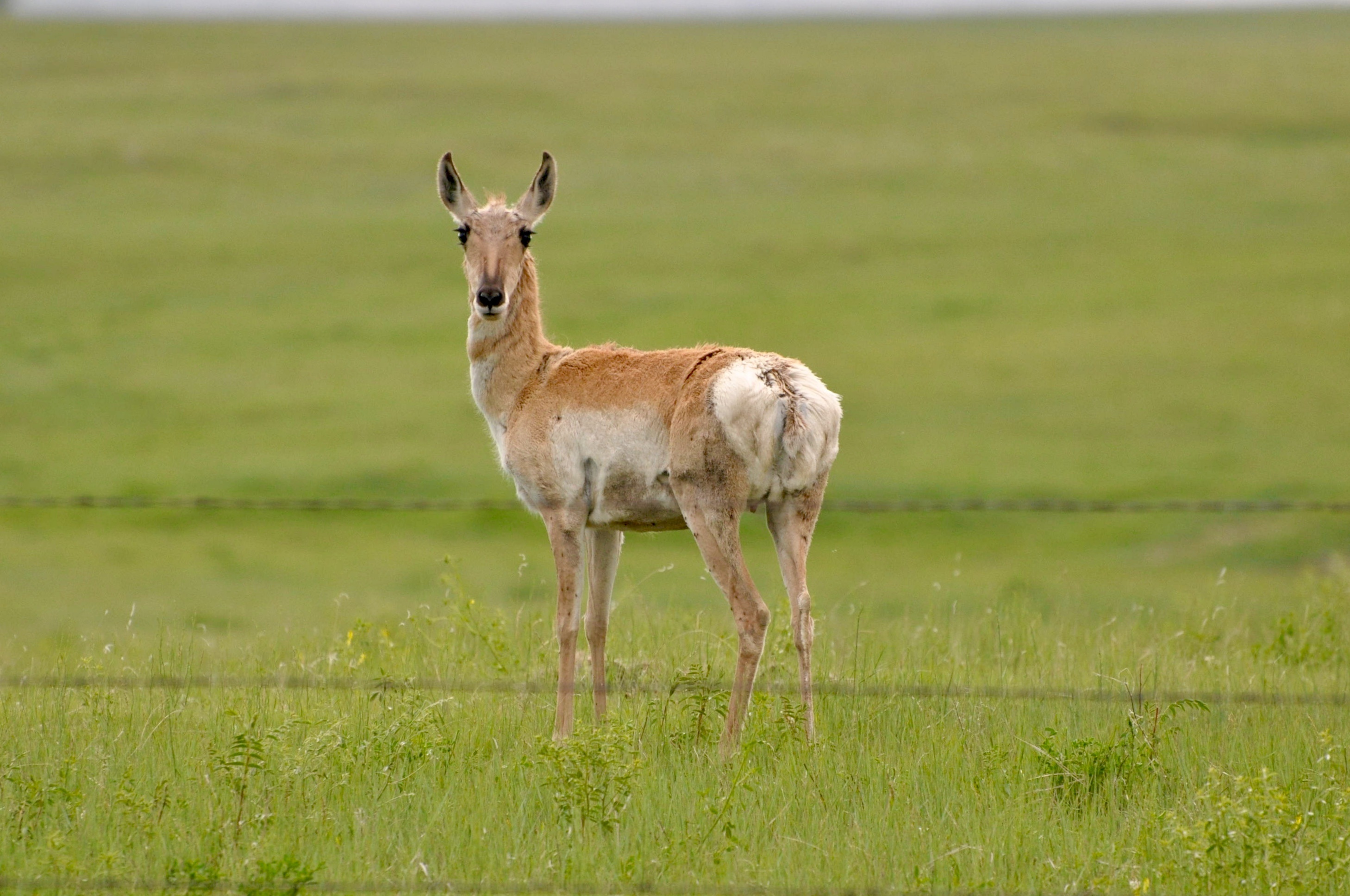 Female antelope on meadow free image download