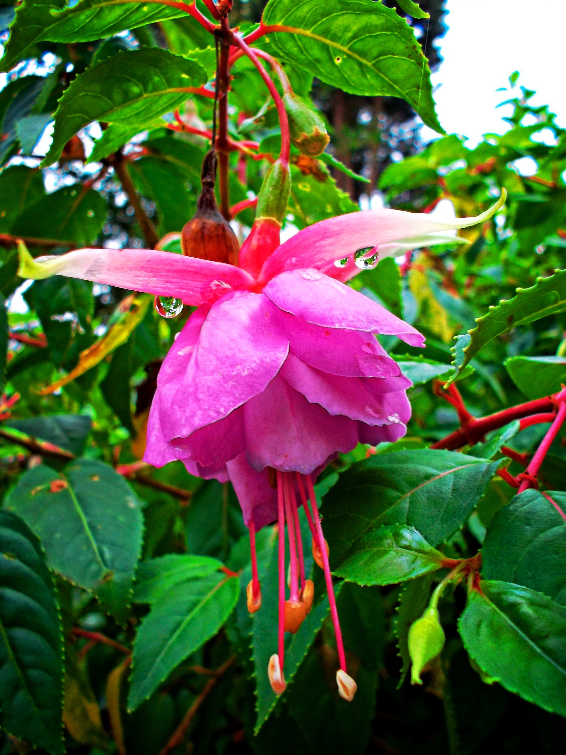 Amazing bush flower free image download