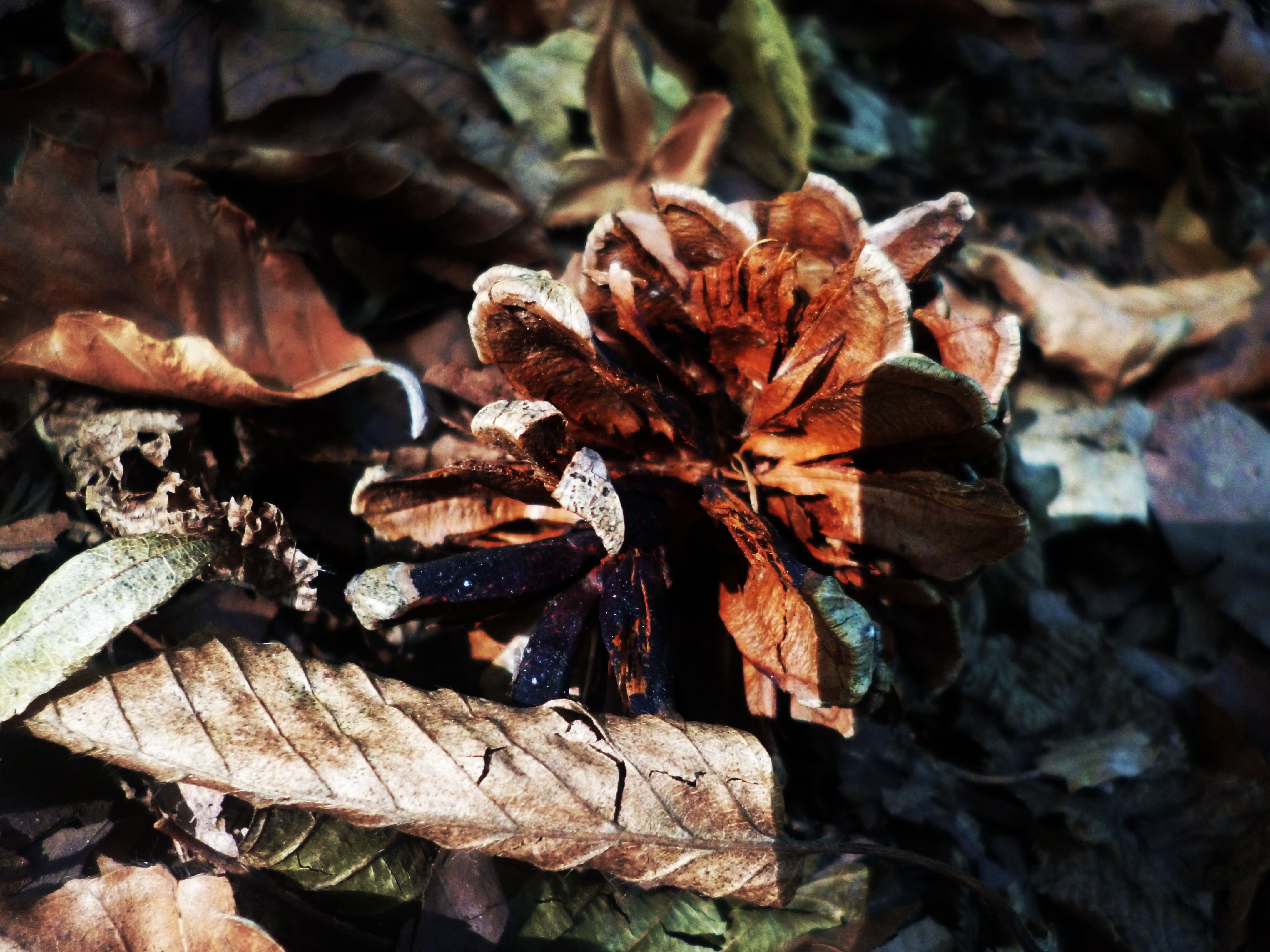 Pine cones and fall foliage free image download