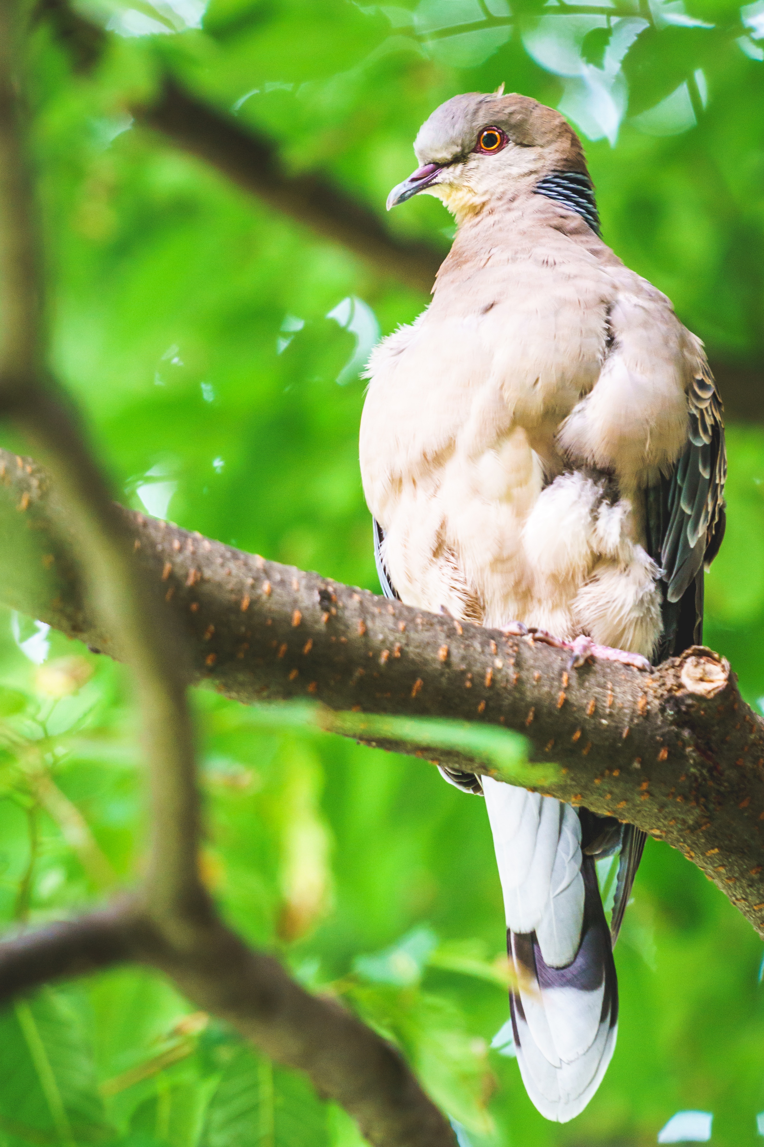 Beige bird zoo free image download