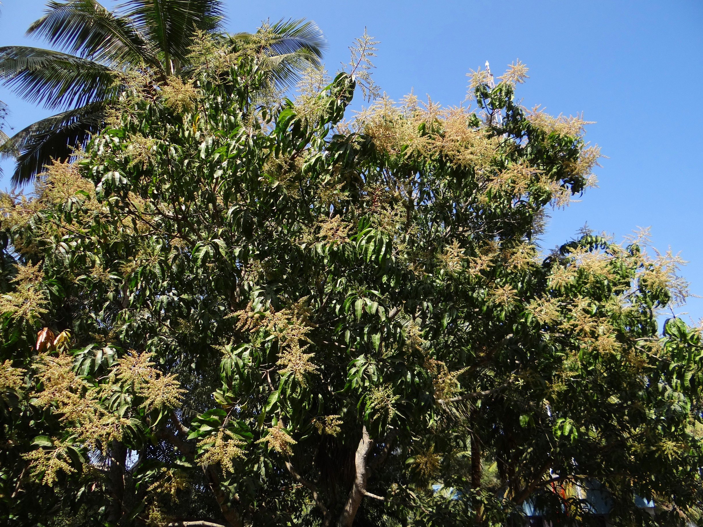 Flowering mango tree in India free image download