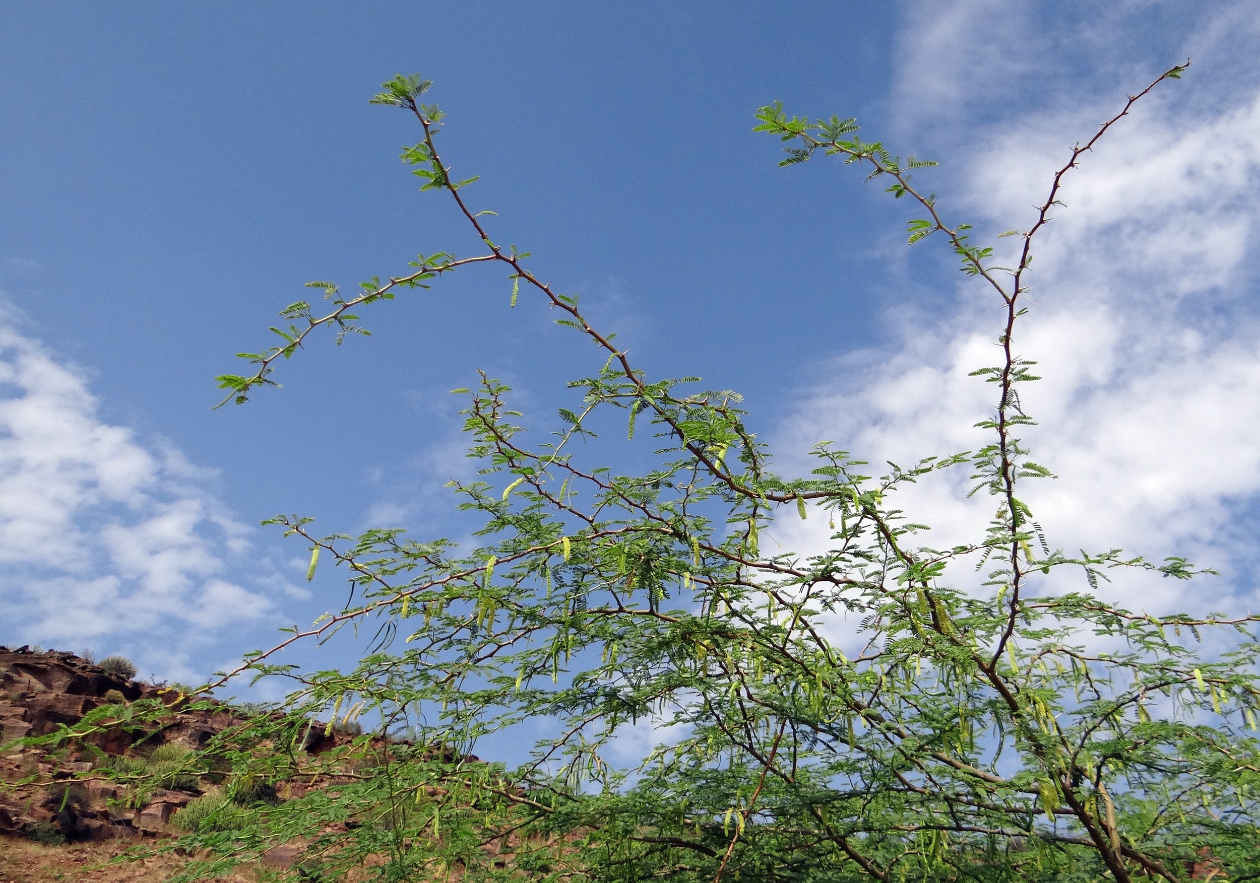 Extraordinary beautiful prosopis juliflora plant free image download