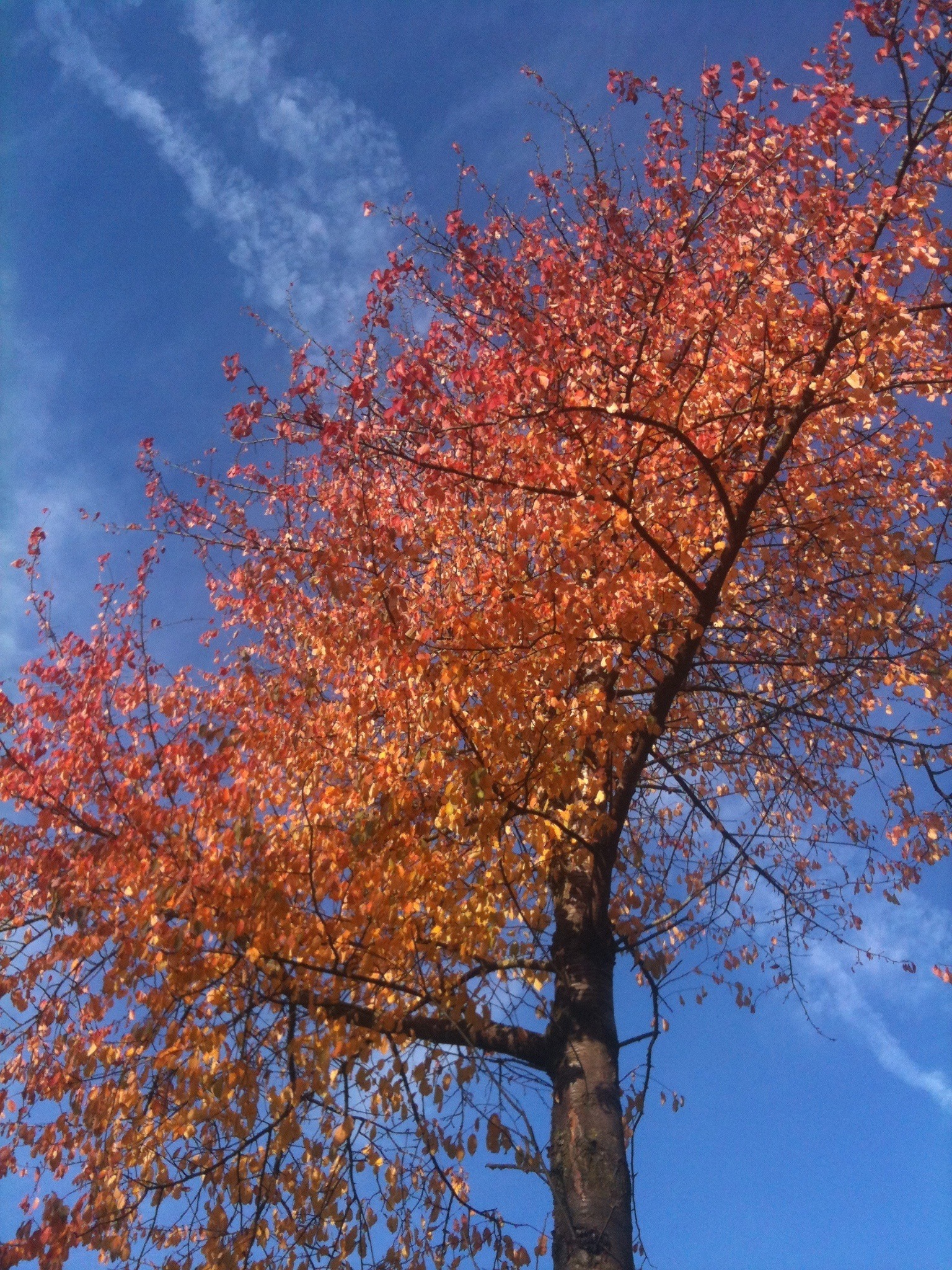 Picture of the red tree free image download