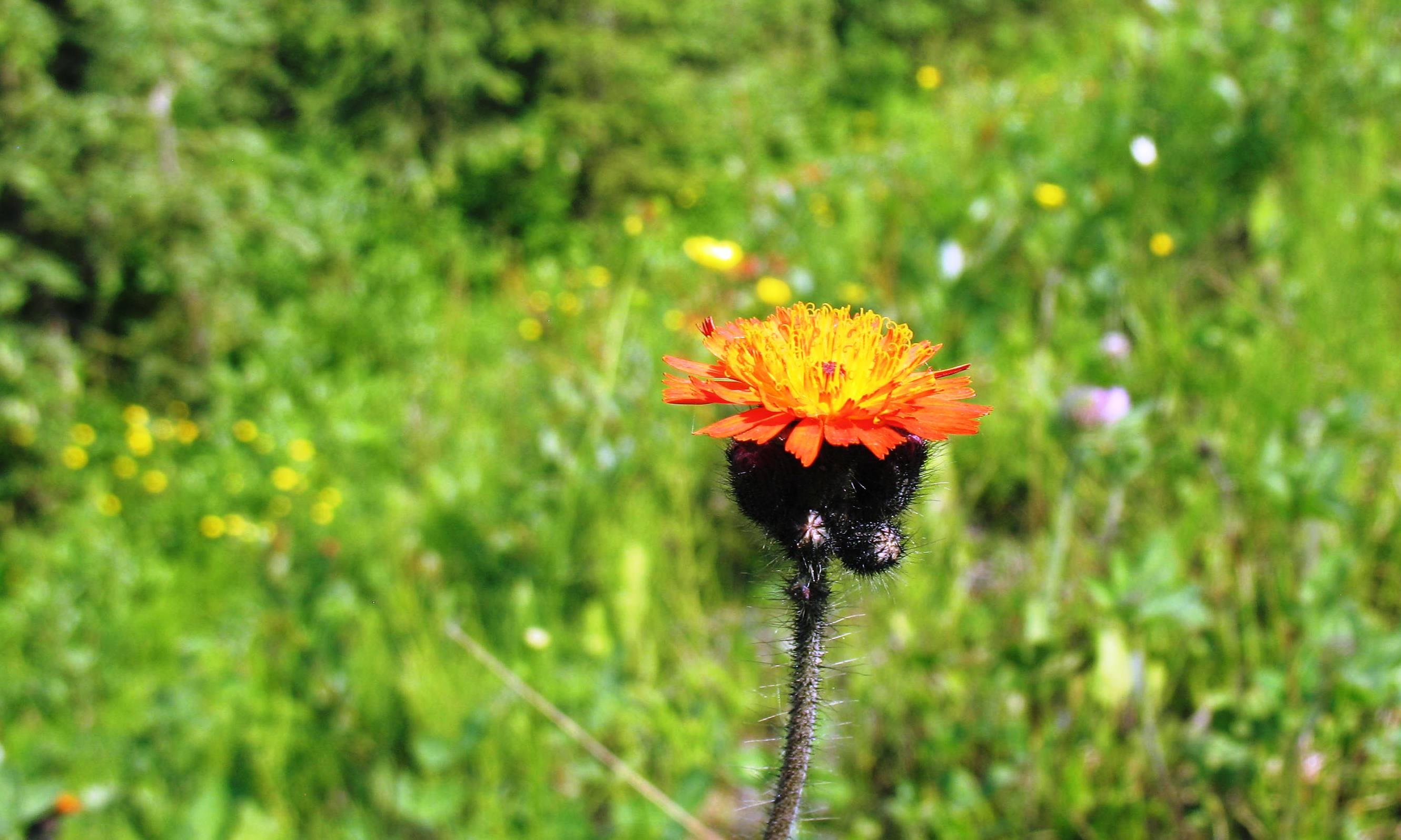 Orange hawkweed flower on the wild meadow free image download