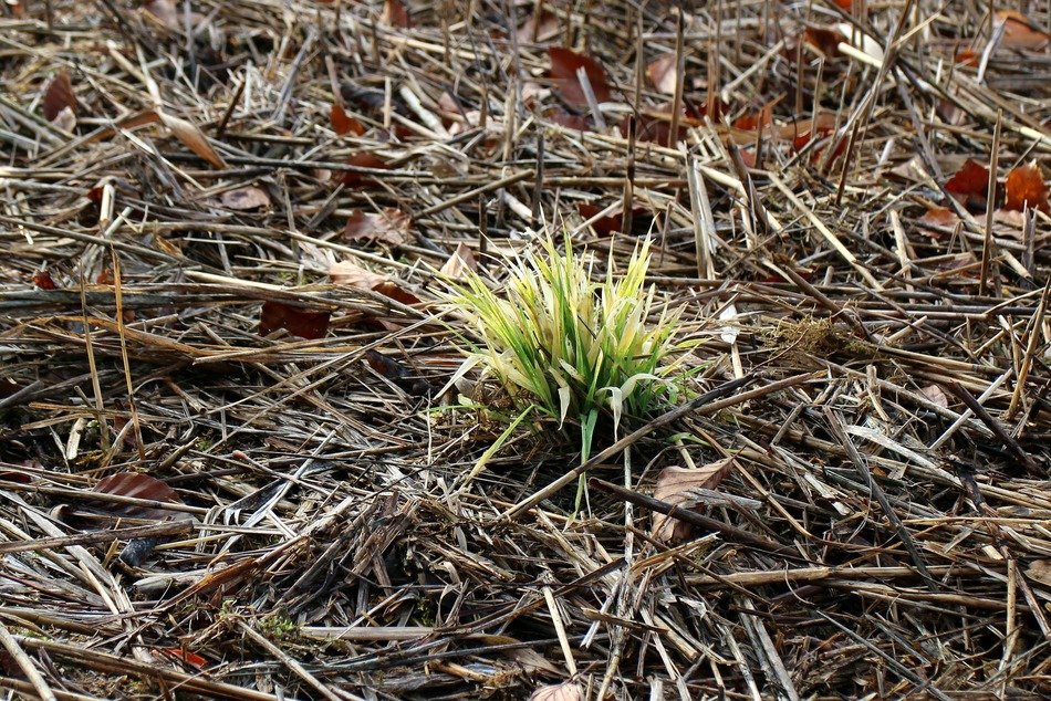 Green sprout of grass on Earth free image download