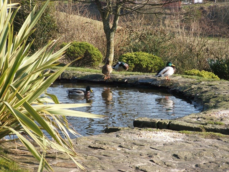 Duck pond in the park free image download