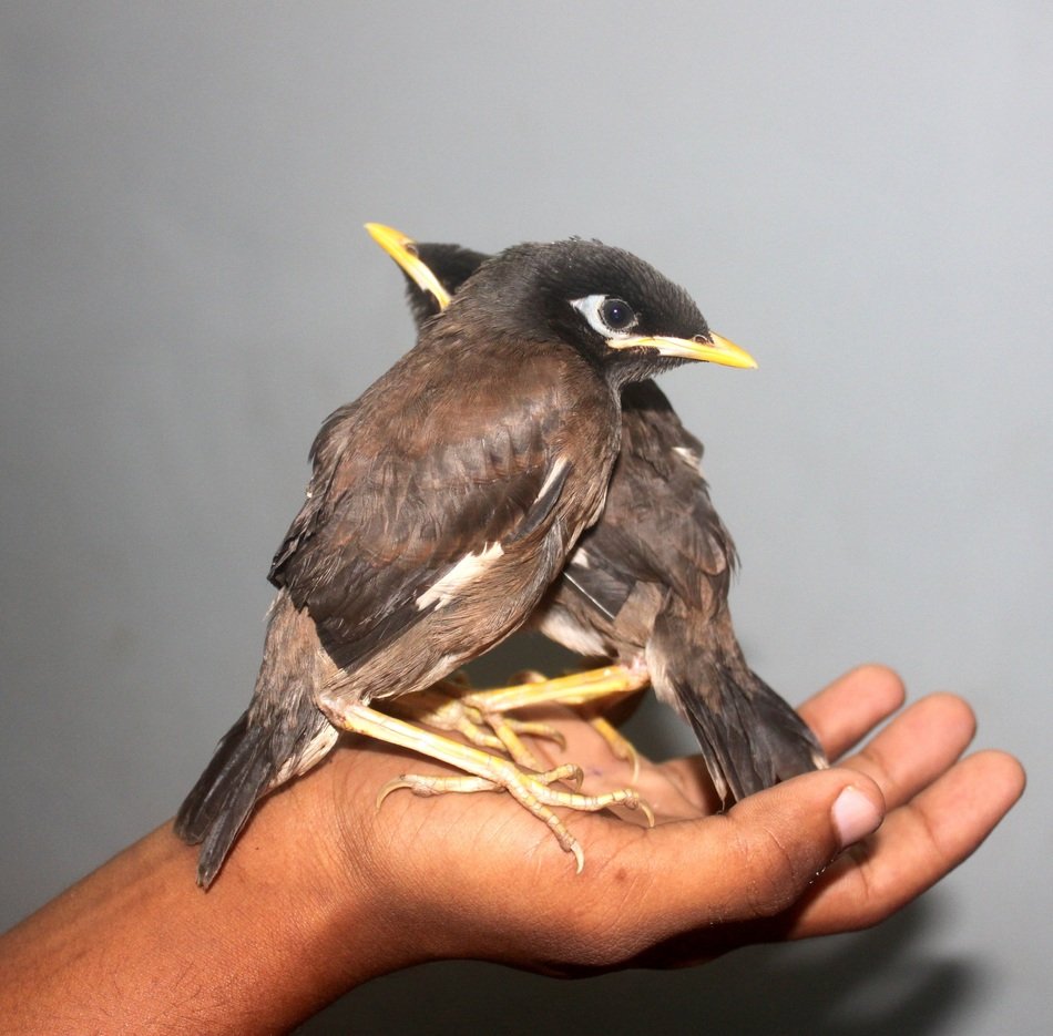 Baby myna birds free image download