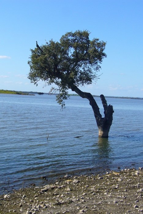 Tree in the lake free image download