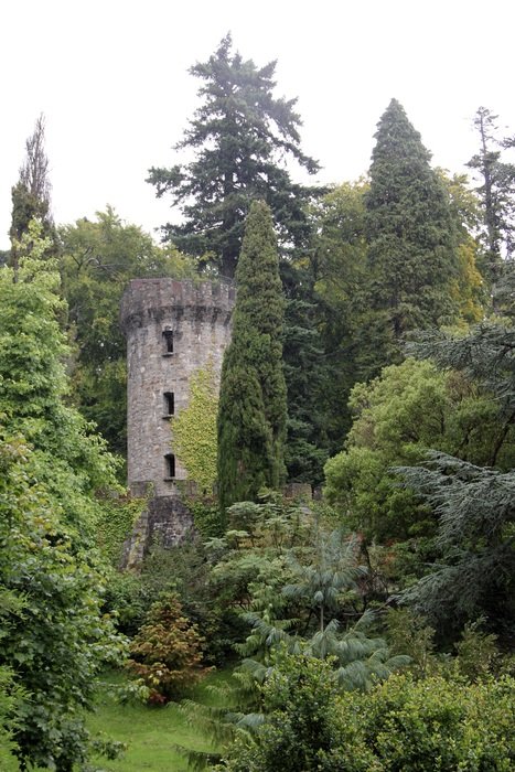 Castle tower in the forests of ireland free image download