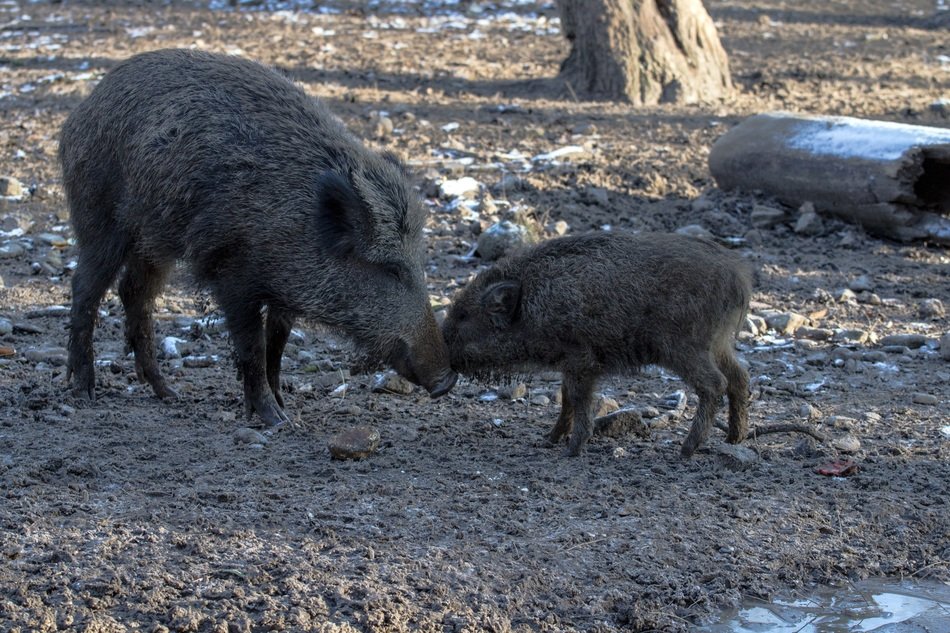 Wild boars eating free image download
