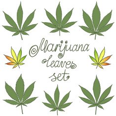 Set of natural marijuana leaves N2 free image download