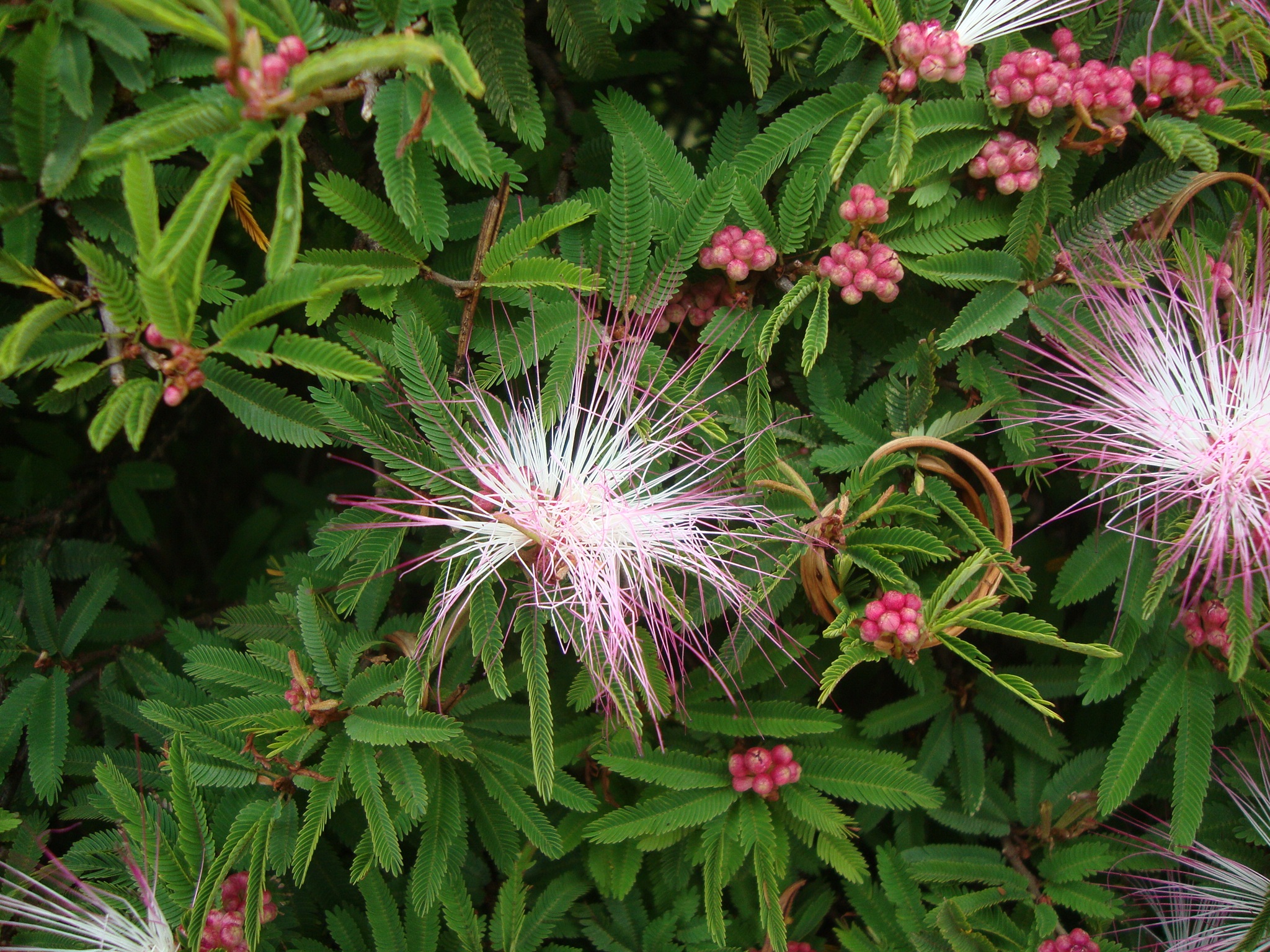 Pink fluffy flowers closeup free image download
