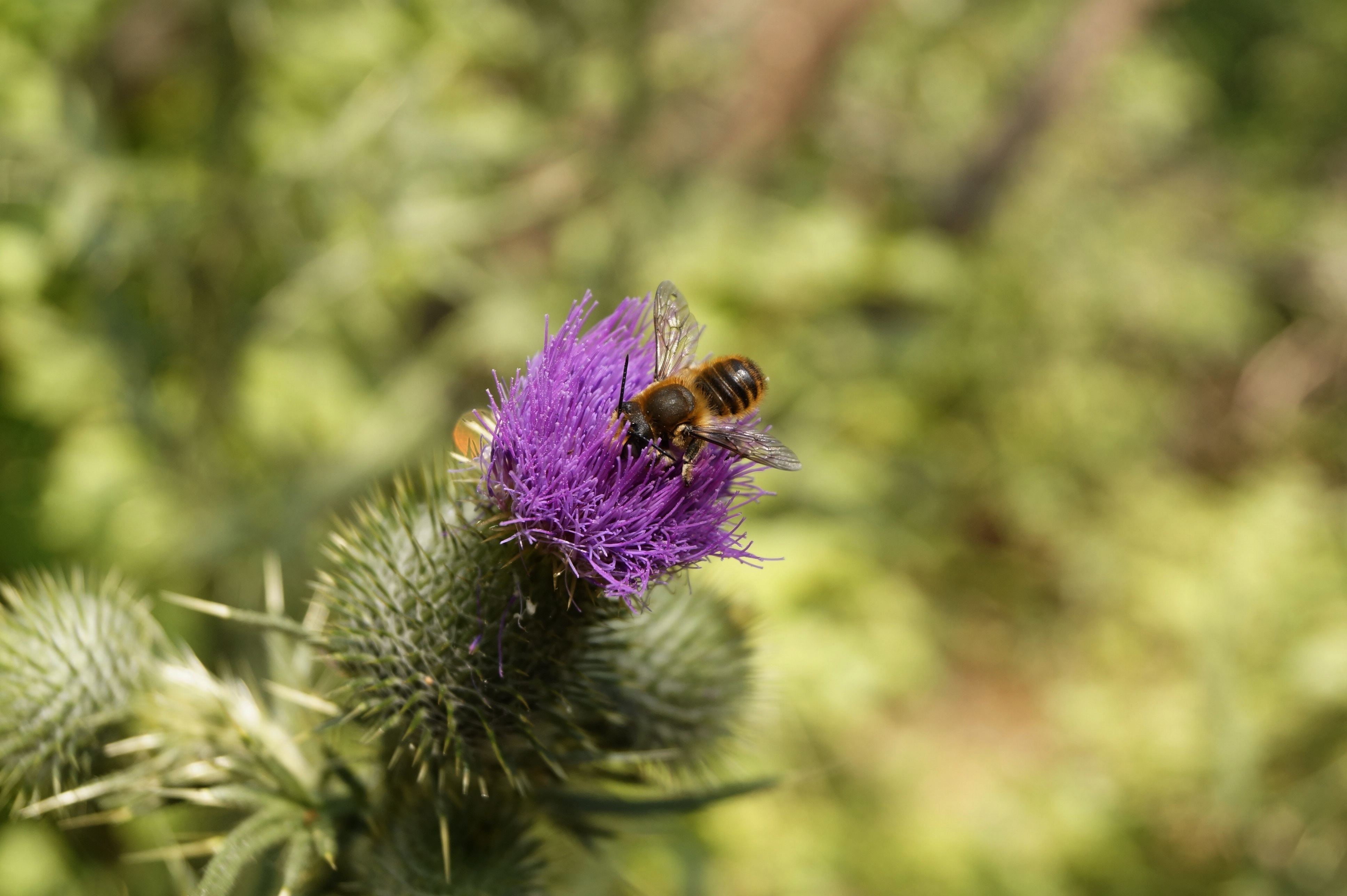 Thistle with bee free image download